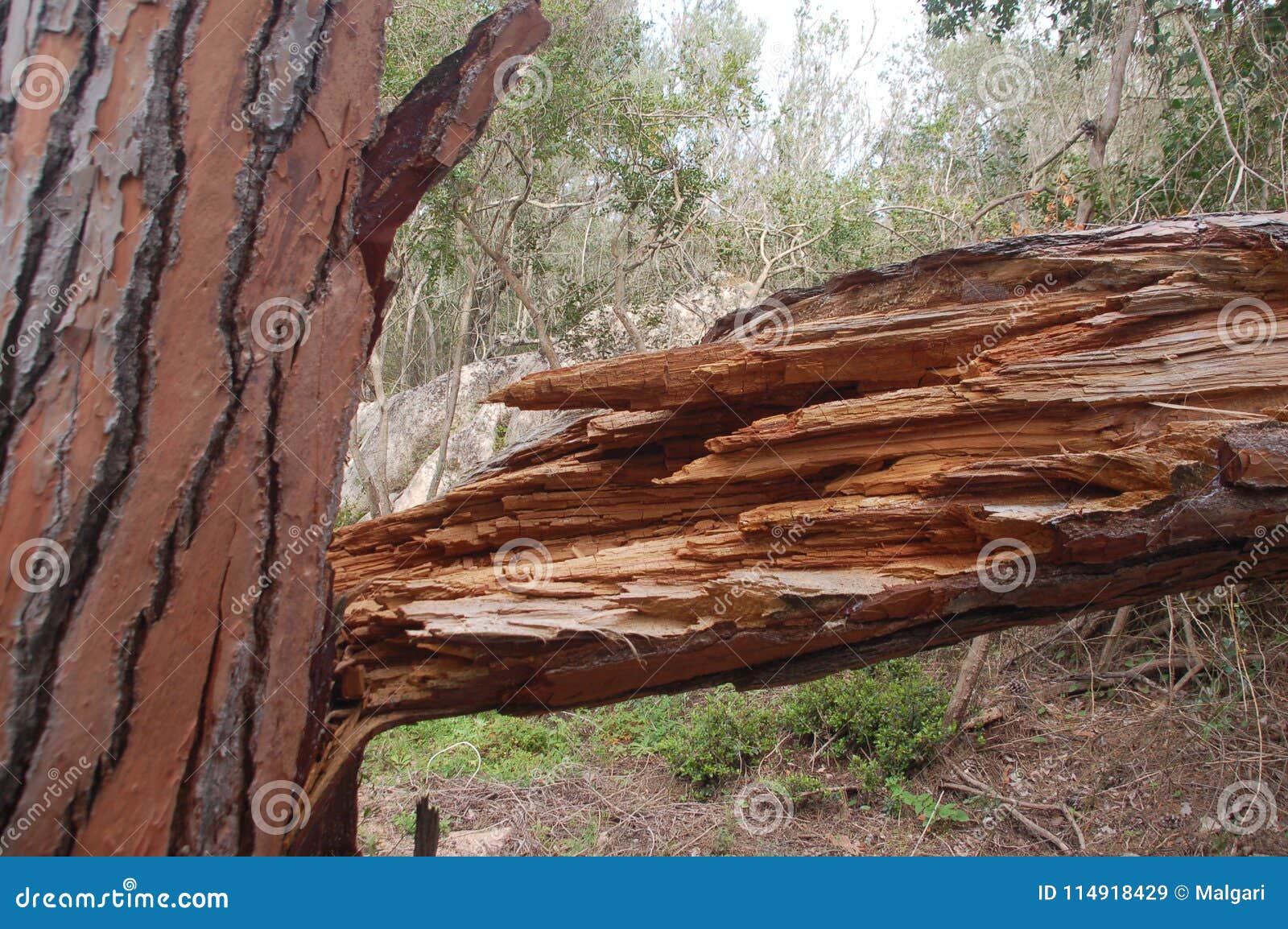 Tree of a Big Broken Pine Tree a Stock Image - Image of discontinuous ...