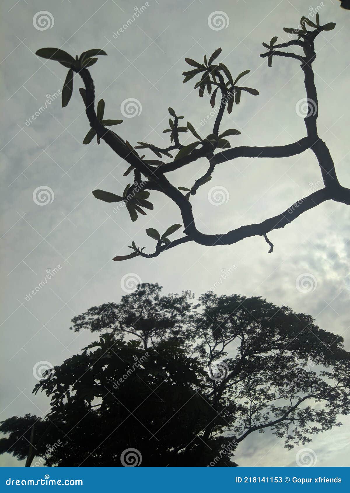 Tree big an cloud stock image. Image of twig, blossom - 218141153