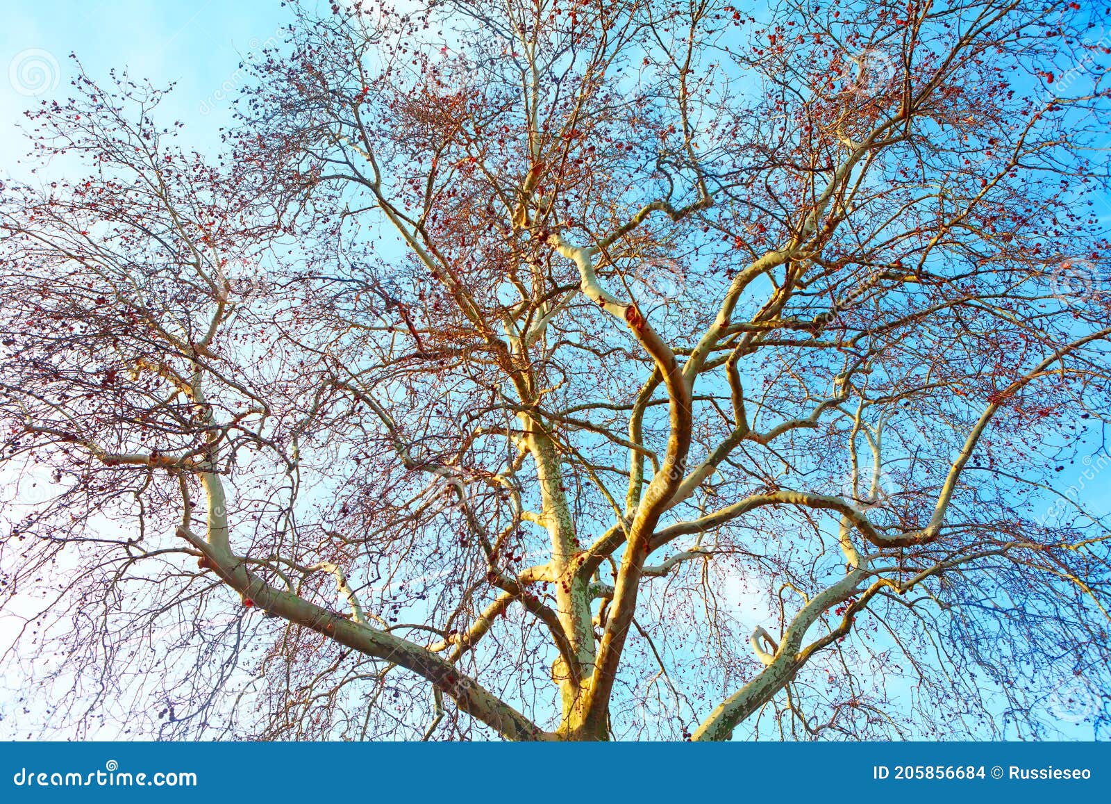 Big empty branches stock photo. Image of autumn, mystery - 205856684