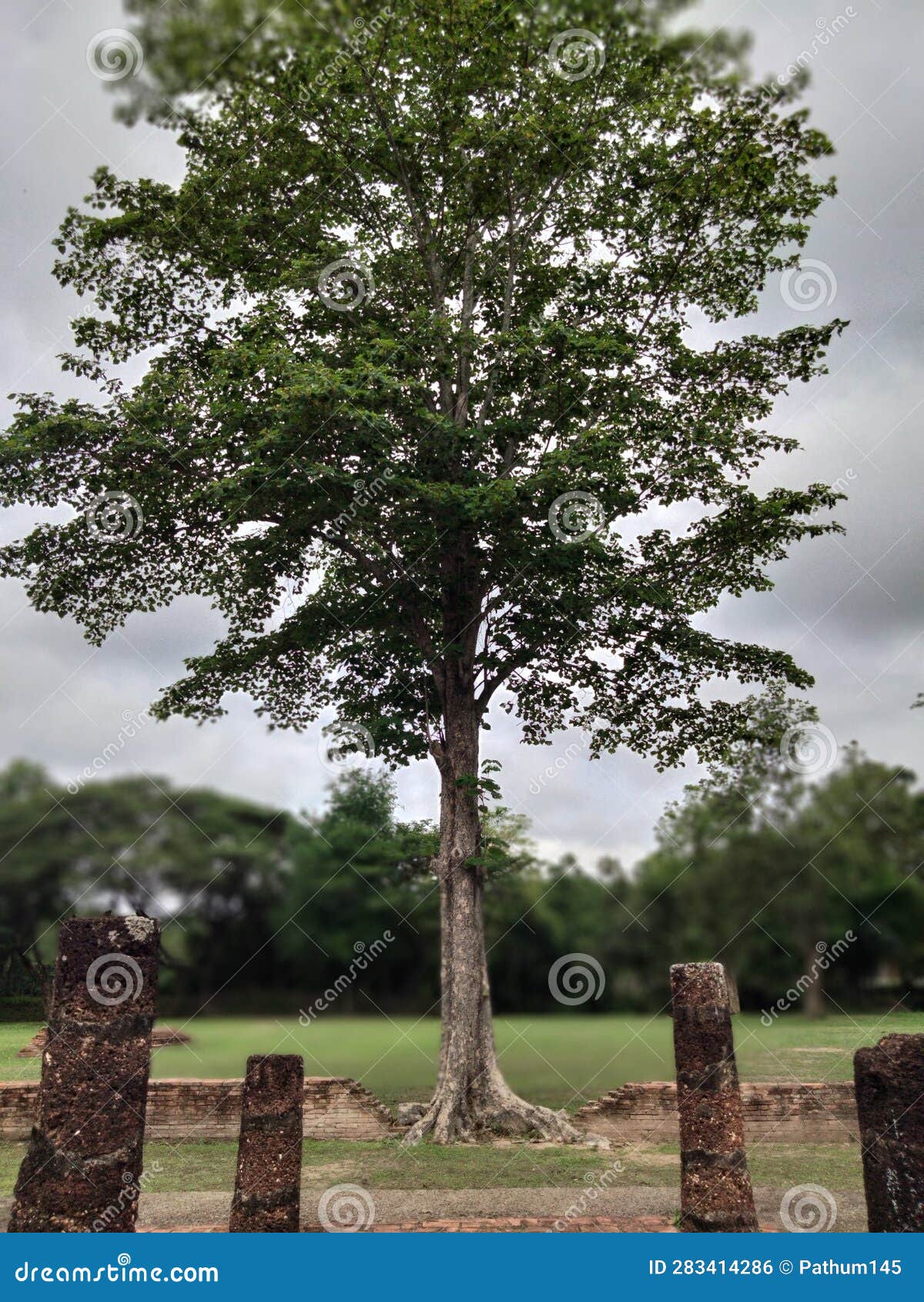 Tree, Big Tree, Green, Wood, Grow, Grow Up Stock Photo - Image of grow ...