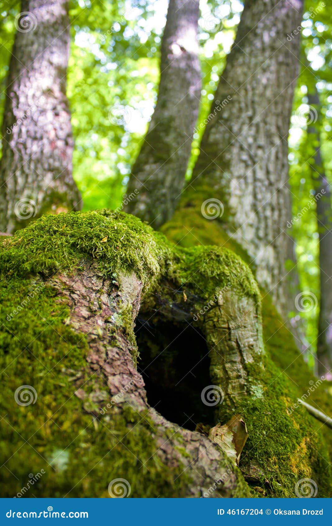 Tree with big hole stock photo. Image of leaf, wild, hole - 46167204