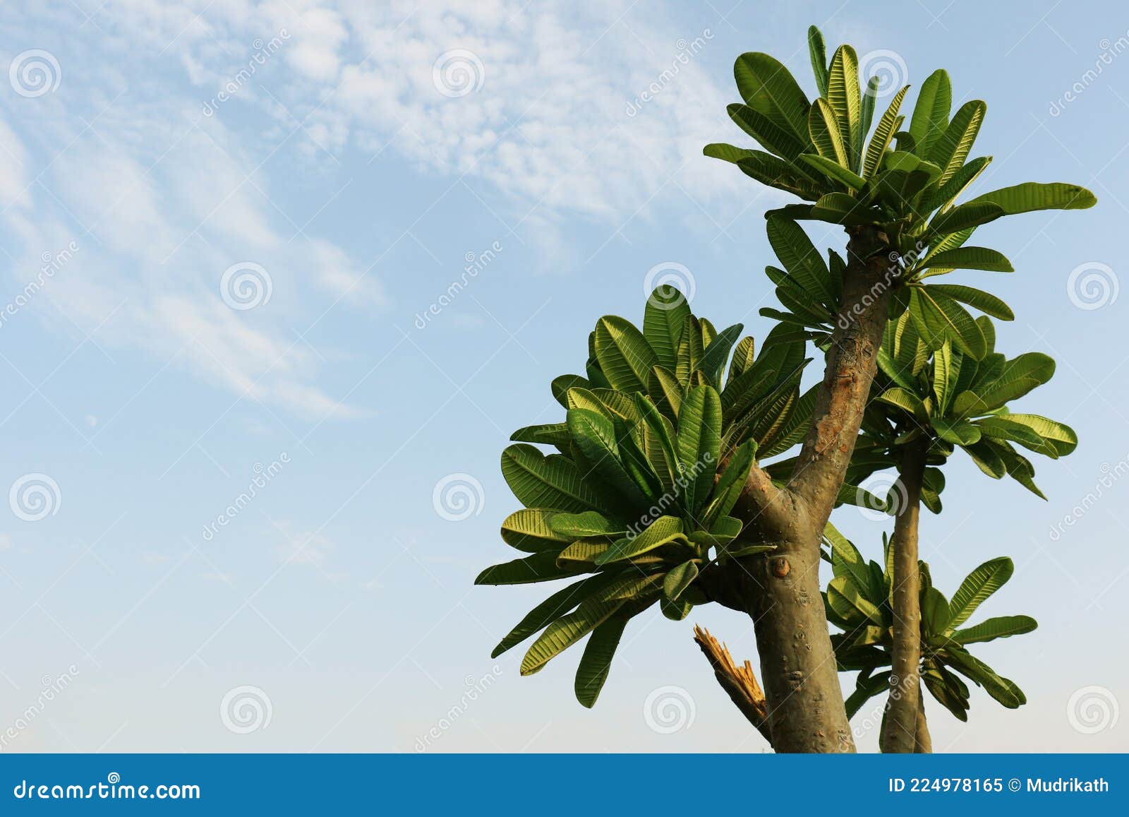 Tree with Big Leaf on Sky Background Stock Image - Image of nature ...