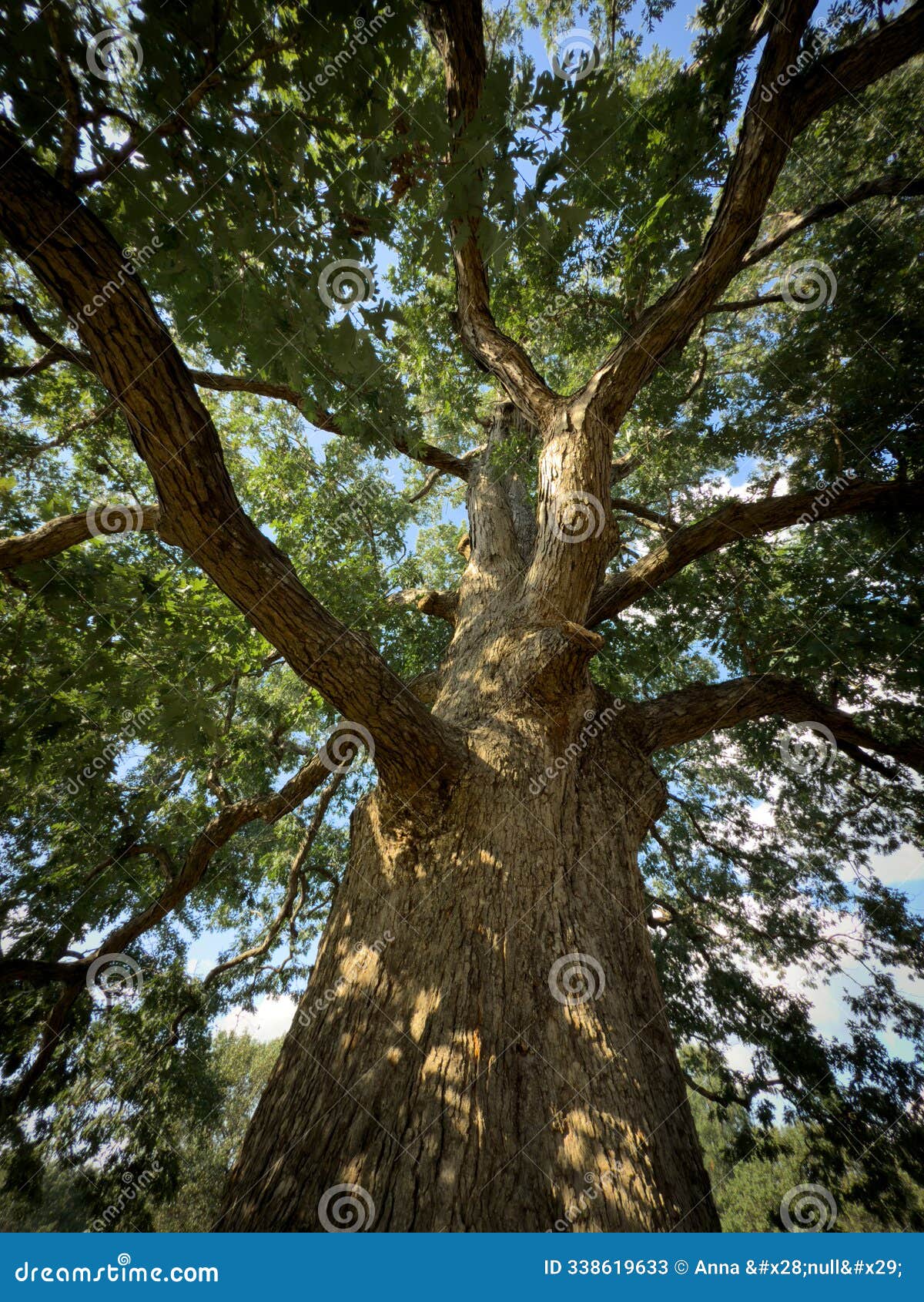 Tree stock image. Image of park, blue, beautiful, nature - 338619633