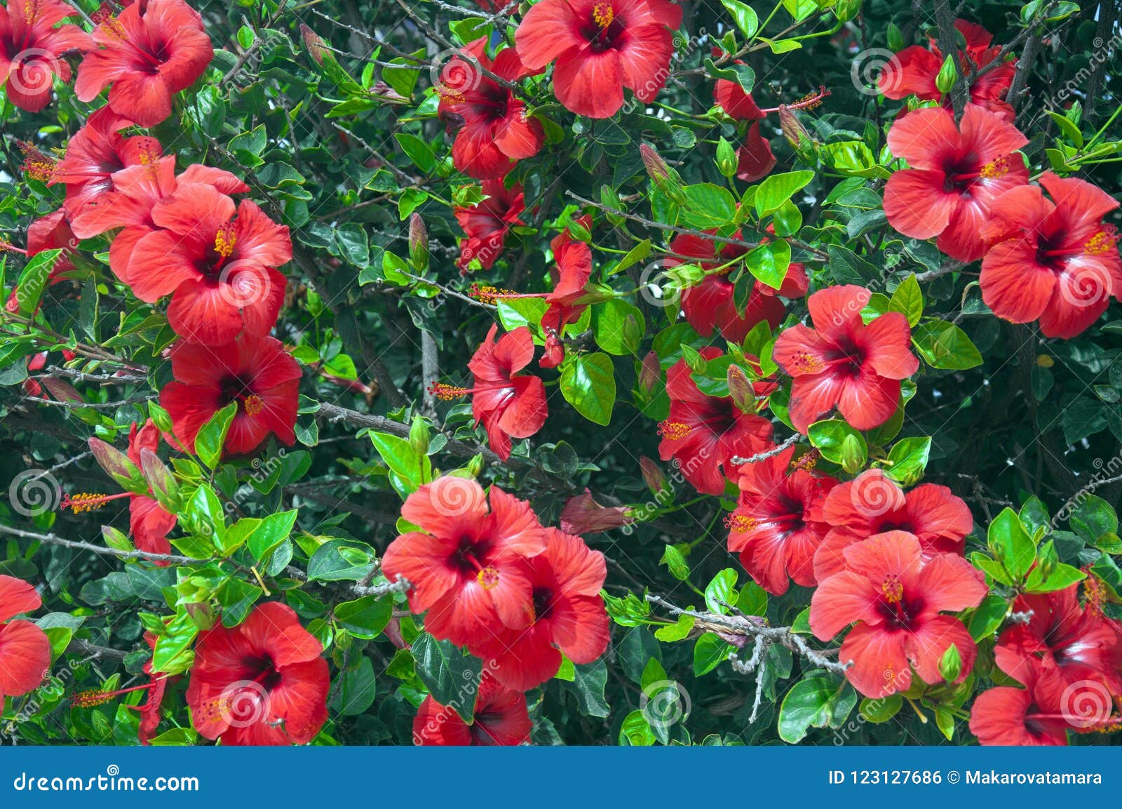 Tree with Big Red Flowers, Hibiscus Stock Photo - Image of hibiscus ...