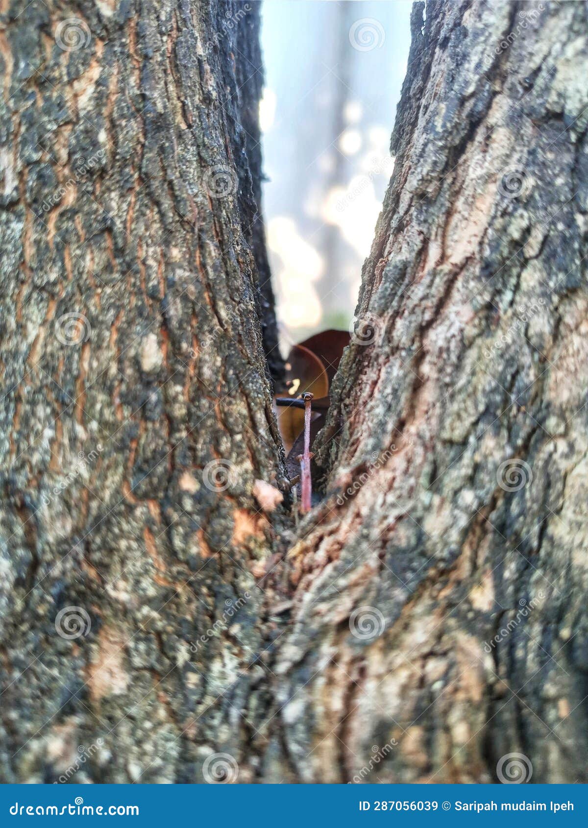 Tree Big Red Shoots Fiber Tree Bark Stock Image - Image of tree, fiber ...