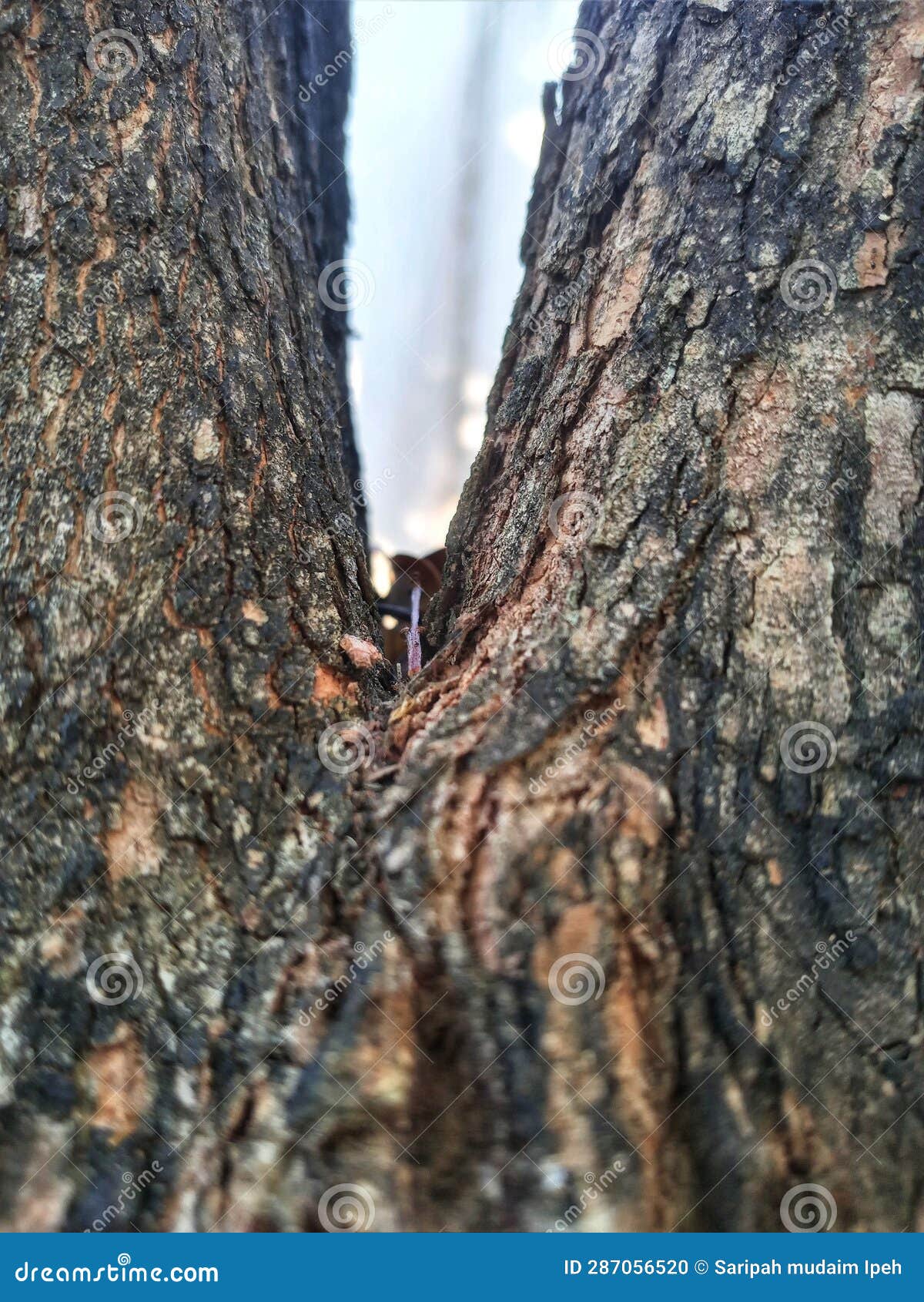 Tree Big Red Shoots Fiber Tree Bark Stock Photo - Image of fiber, bark ...