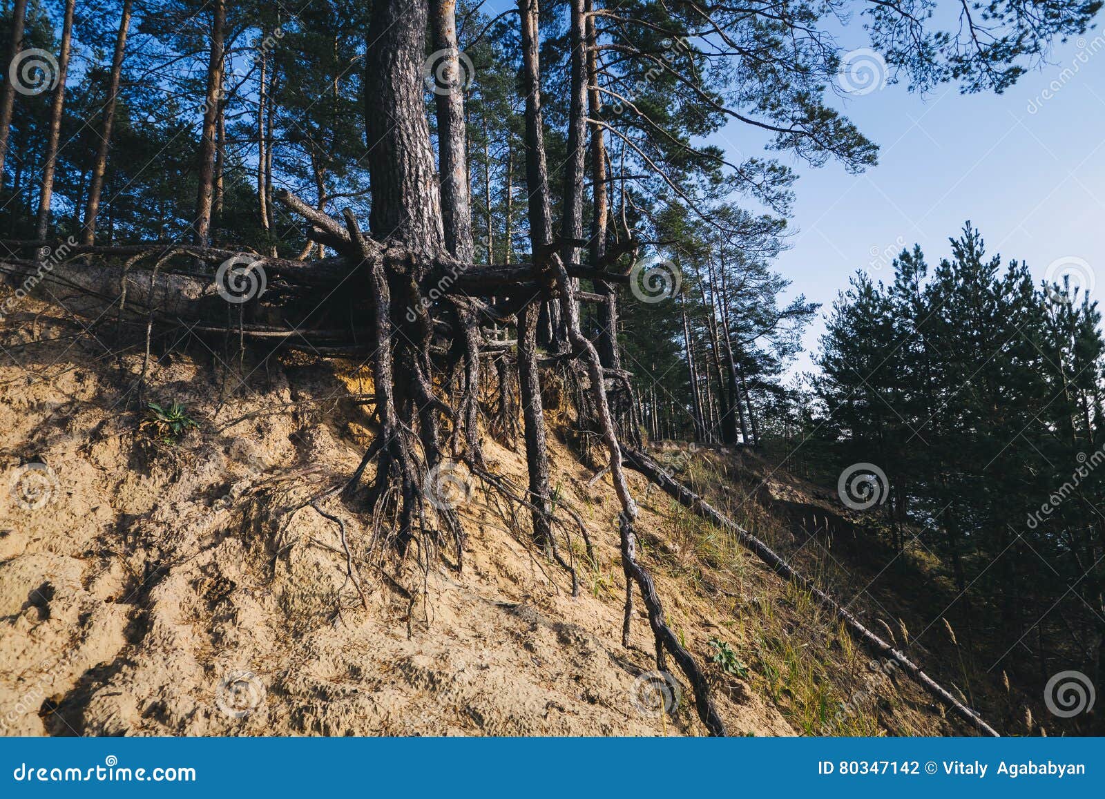 Tree with Big Roots Above the Ground Stock Photo - Image of forest ...