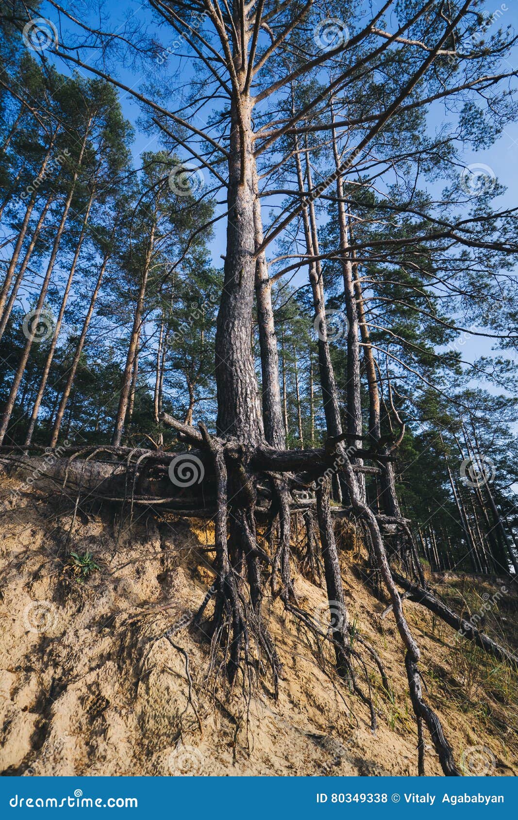 Tree with Big Roots Above the Ground Stock Photo - Image of leaf, dirt ...