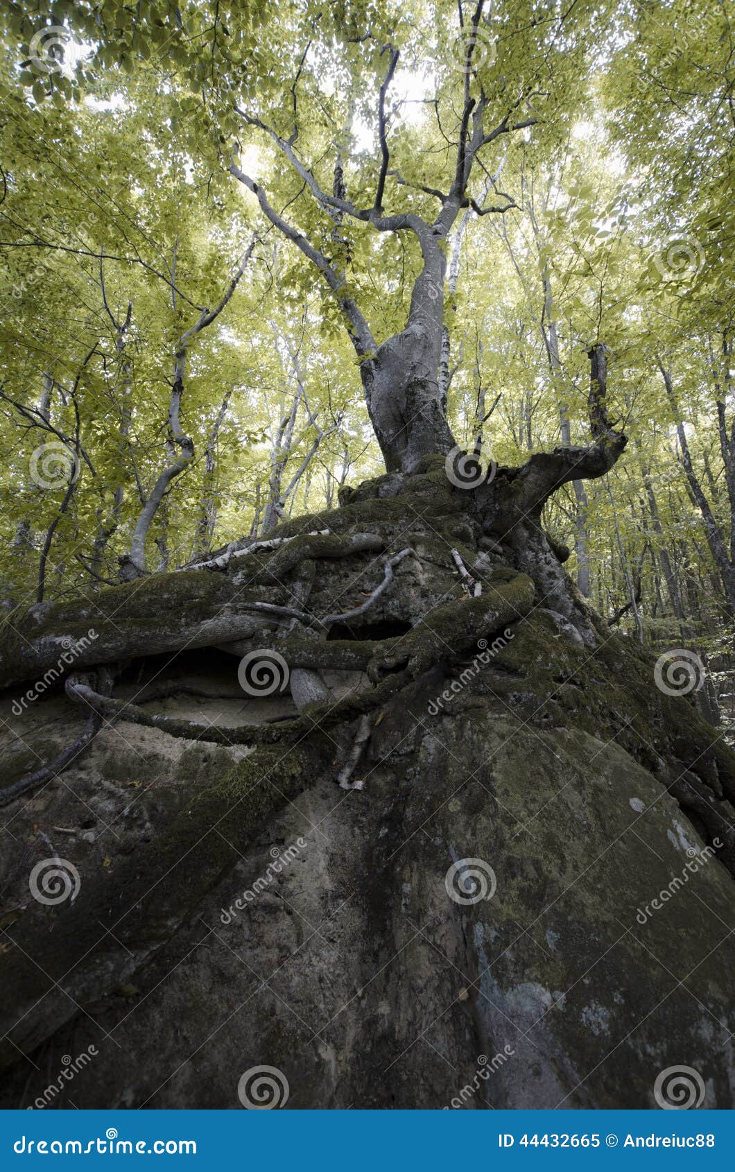 Tree with Big Roots on Cliff Stock Image - Image of roots, misty: 44432665