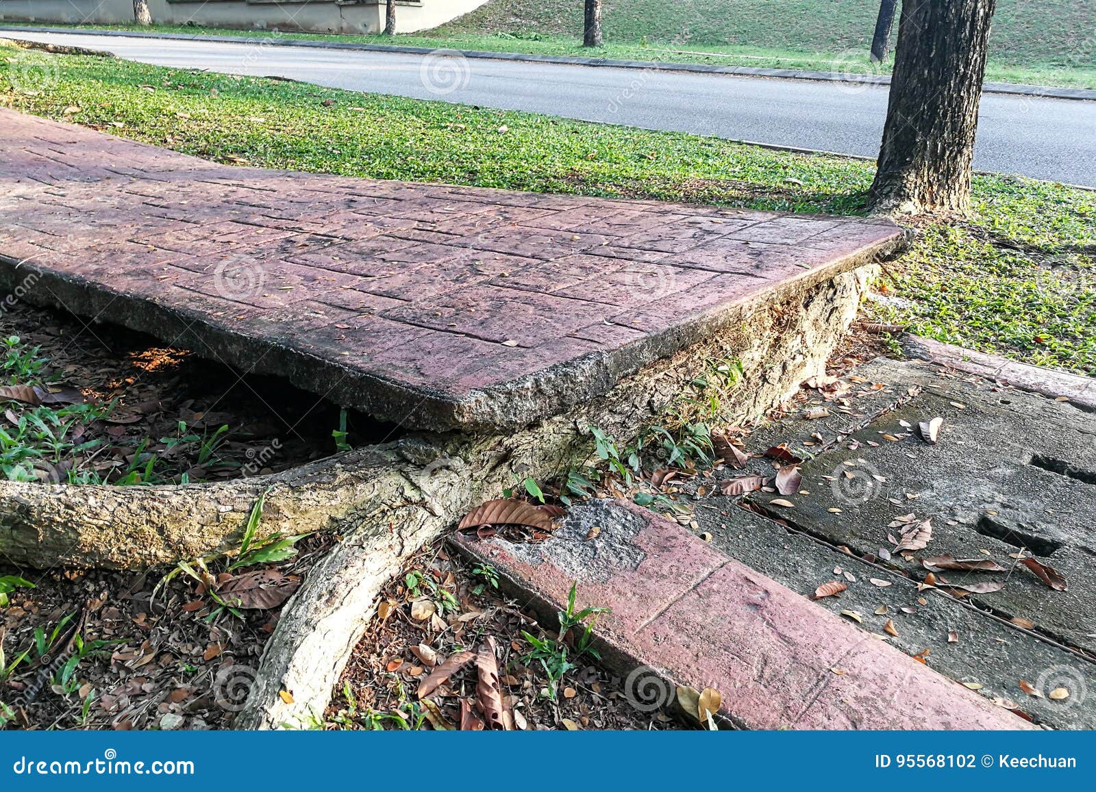 Tree with Big Roots Destroy Broke Damage Walkway Pavement Stock Photo ...