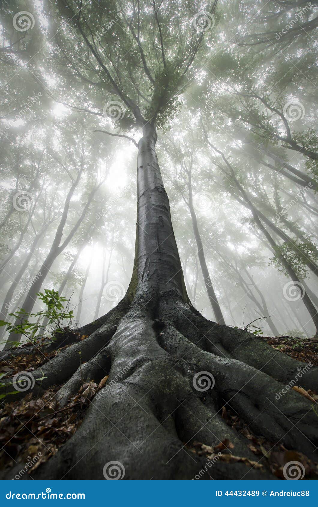 Tree with Big Roots in Enchanted Forest with Fog Stock Image - Image of ...