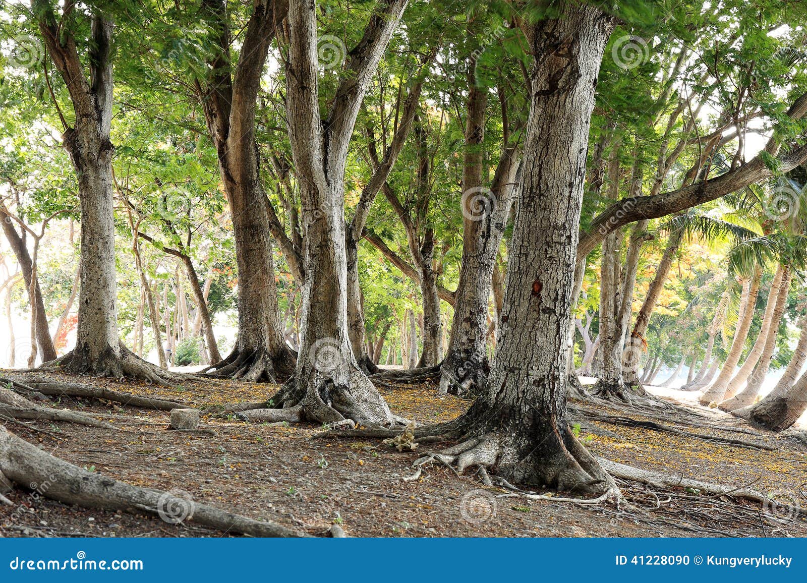Tree with big roots stock photo. Image of spring, roots - 41228090
