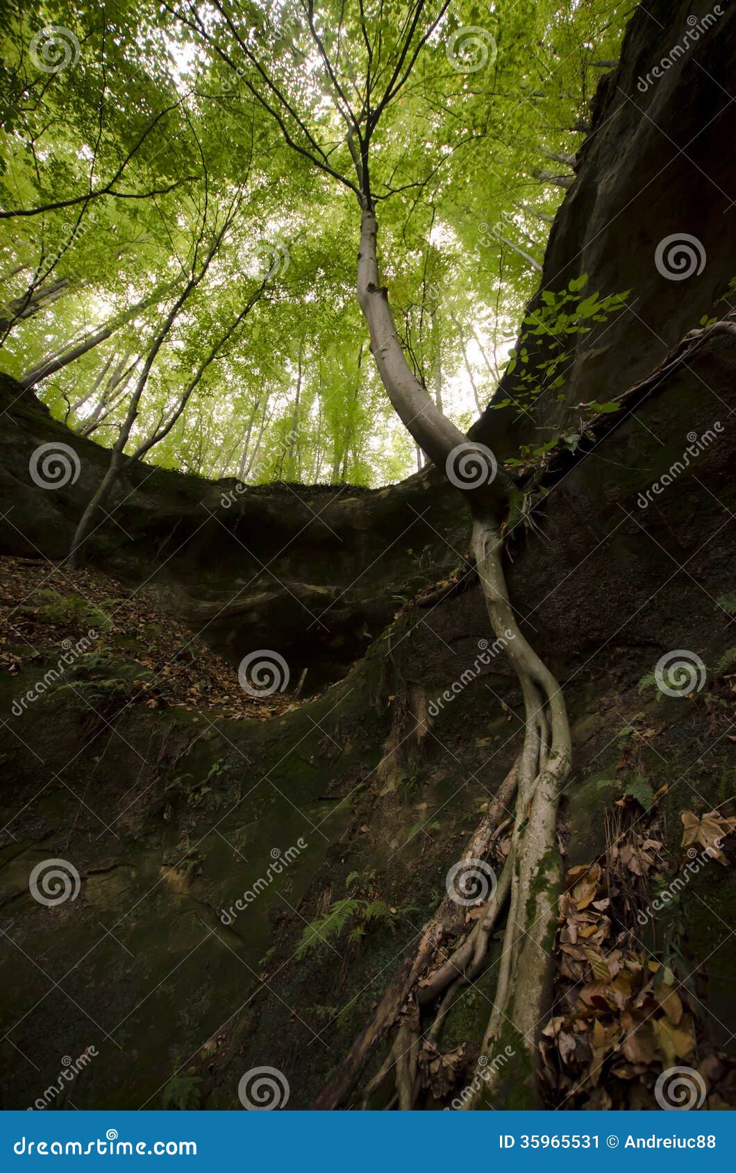 Tree with Big Roots Hanging on Cliff in a Rainforest Stock Image ...