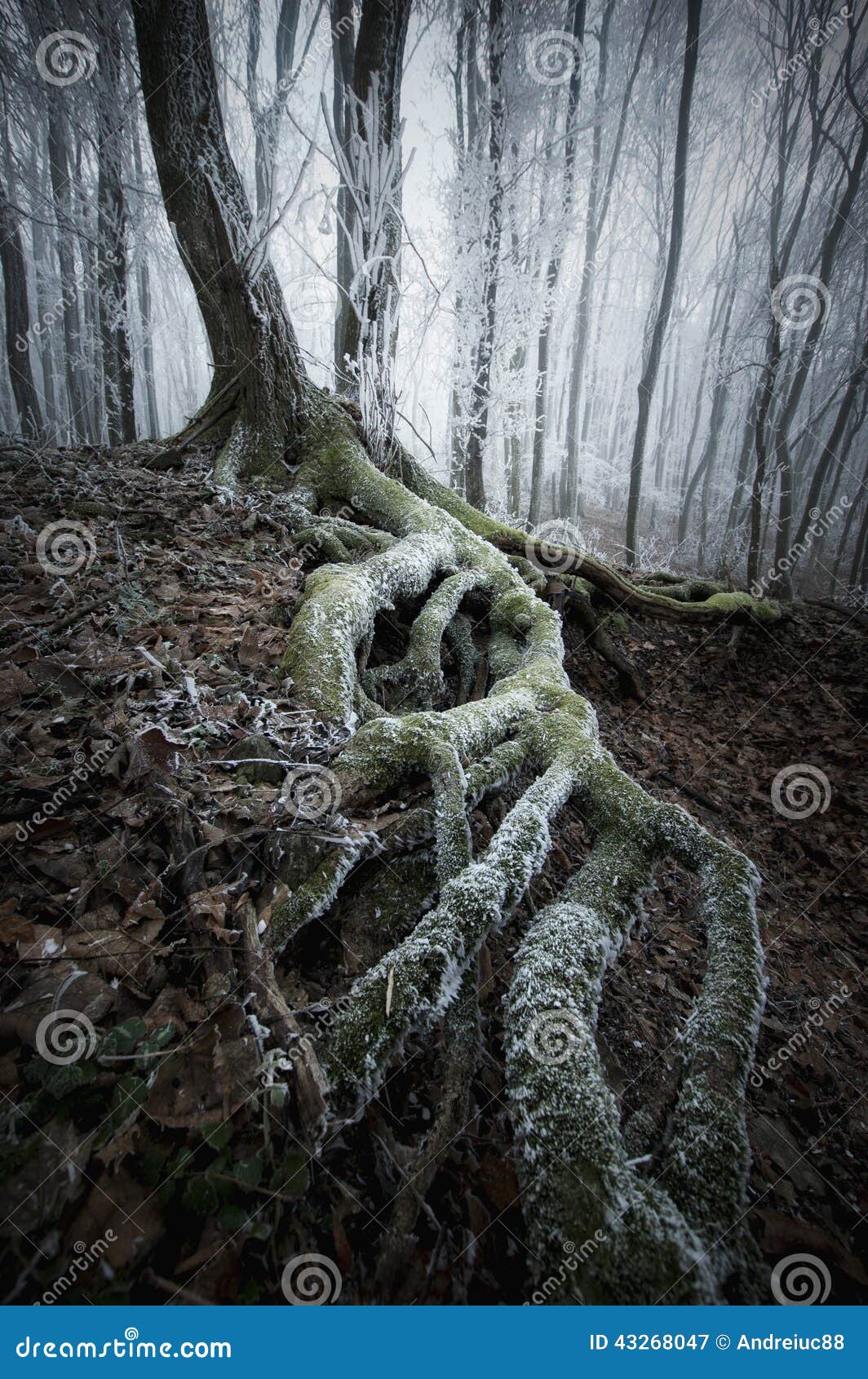 Tree with Big Roots with Moss in Frozen Dark Forest Stock Image - Image ...