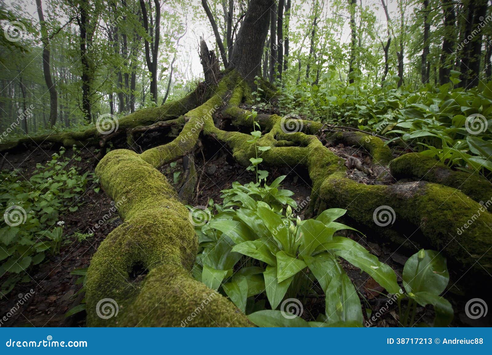 Tree with Big Roots with Moss and Green Plants Stock Image - Image of ...