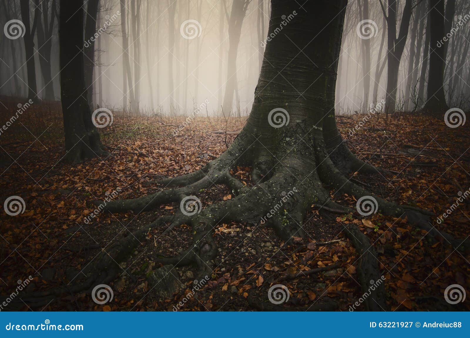 Tree with Big Roots in Mysterious Forest with Fog Stock Image - Image ...