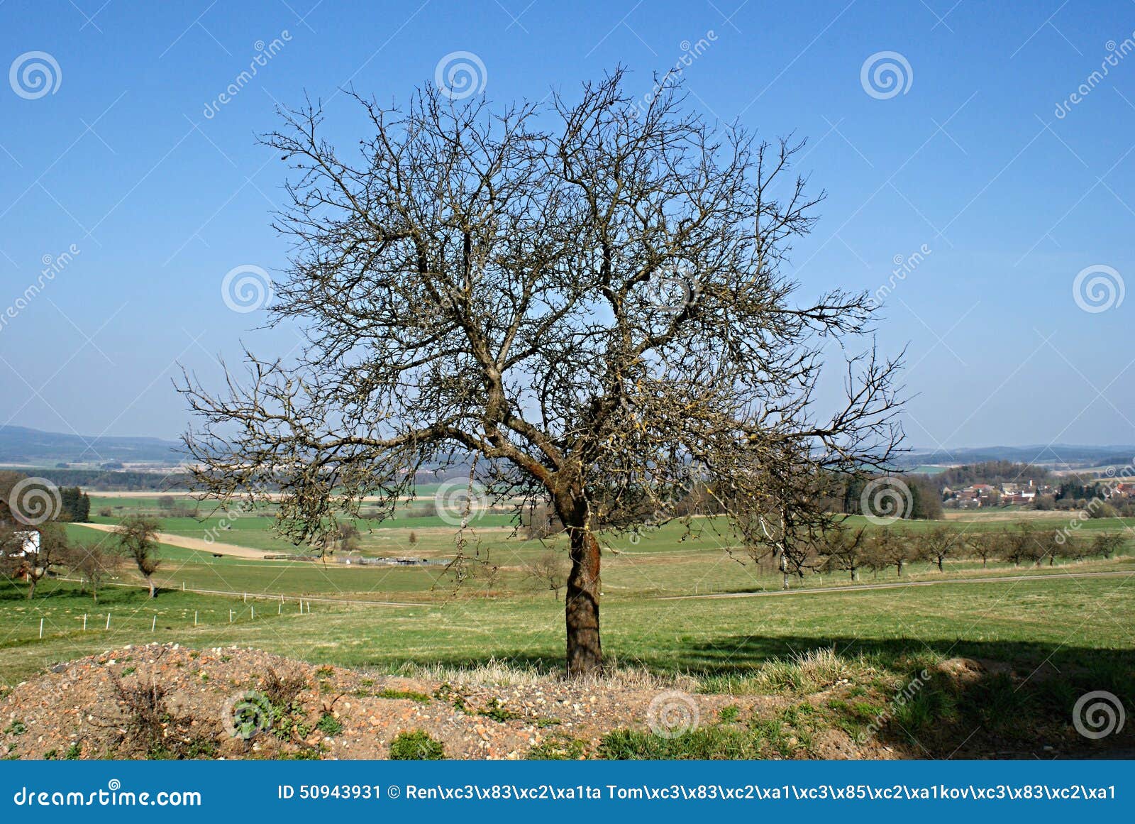 Tree stock image. Image of blue, weather, meadow, grass - 50943931
