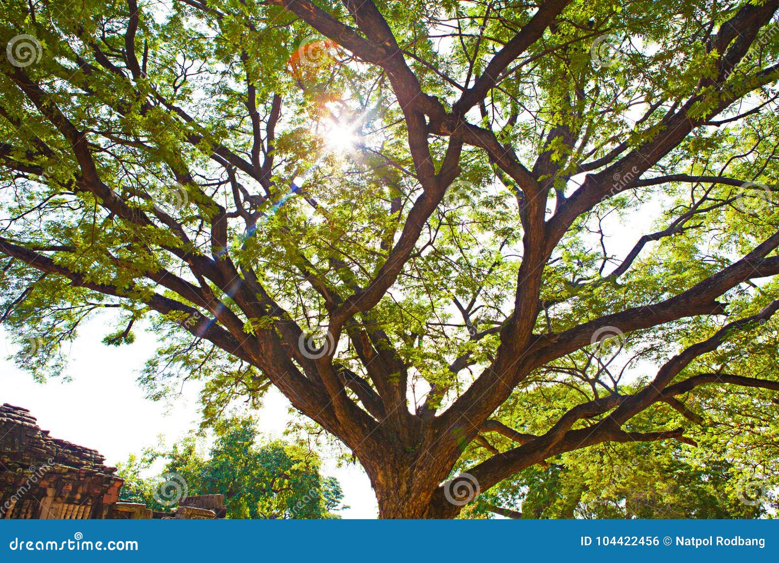 Tree Big Trunk with Branches and Green Leaf with Warm Sunlight Stock ...