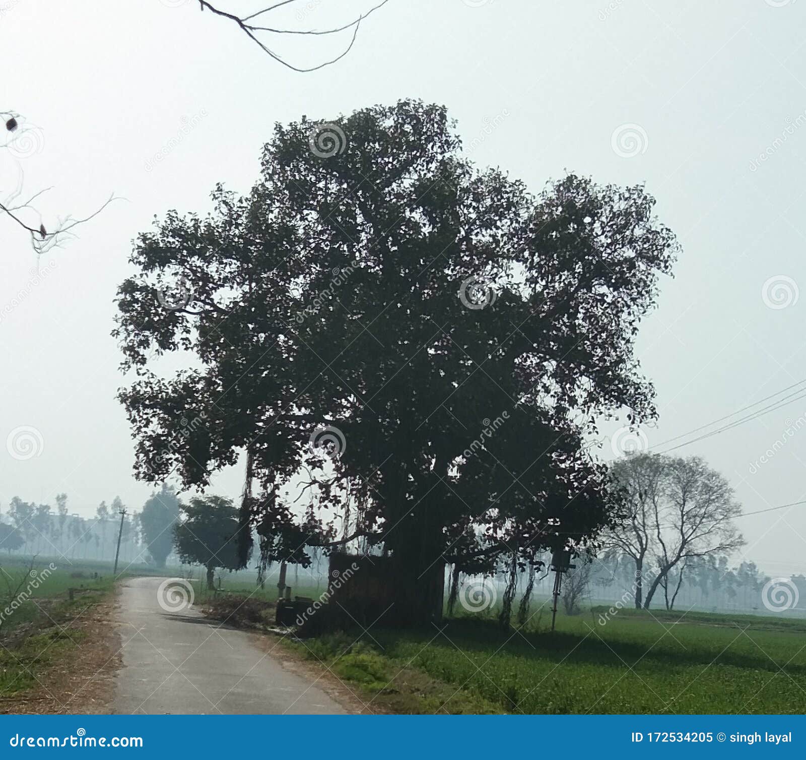 A TREE BIG,TREE in a VILLAGE of PUNJAB INDIA Stock Image - Image of ...