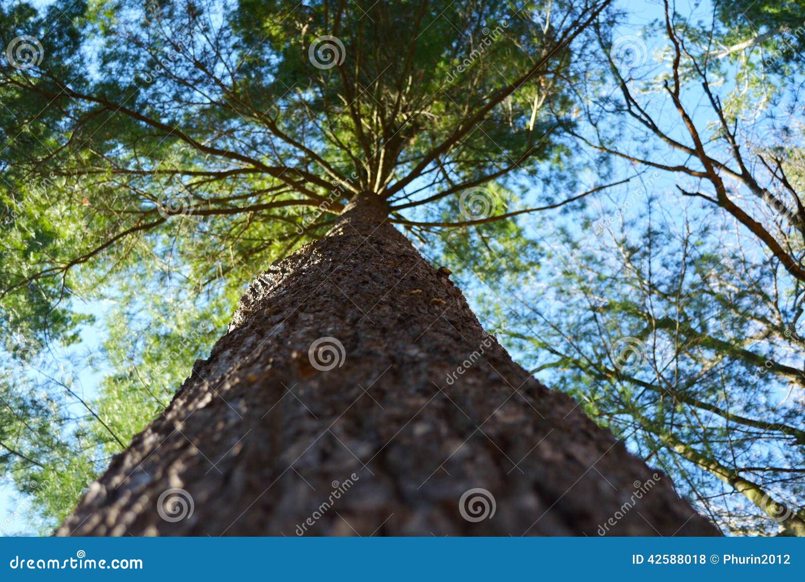 A Tree in big woods stock photo. Image of greenery, forest - 42588018