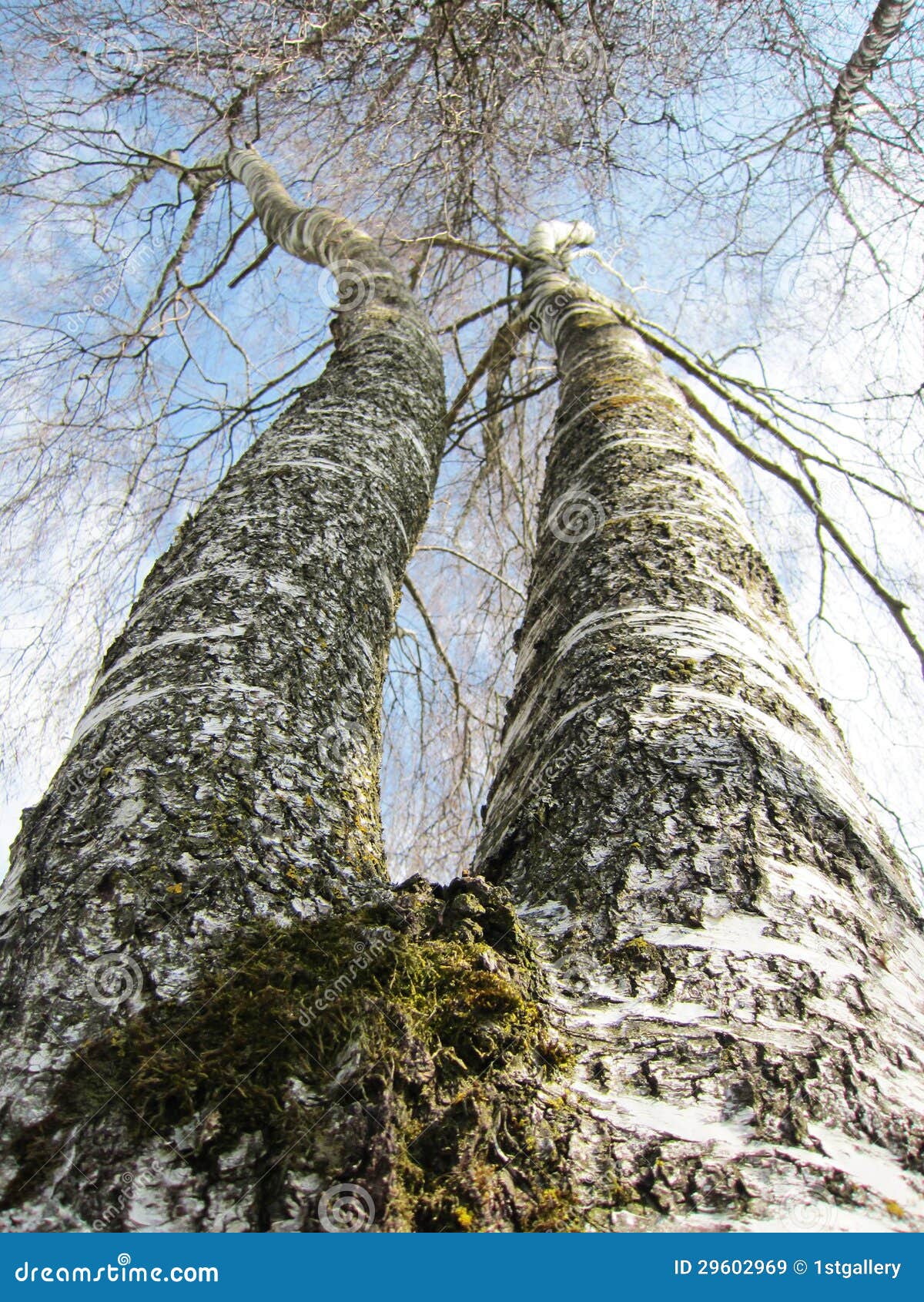 Tree (birch) with Two Bough in the Sky (4) Stock Image - Image of ...