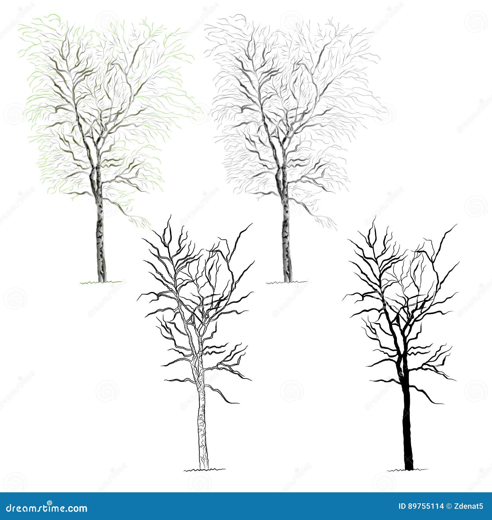 Tree birch vector stock vector. Illustration of drawing - 89755114
