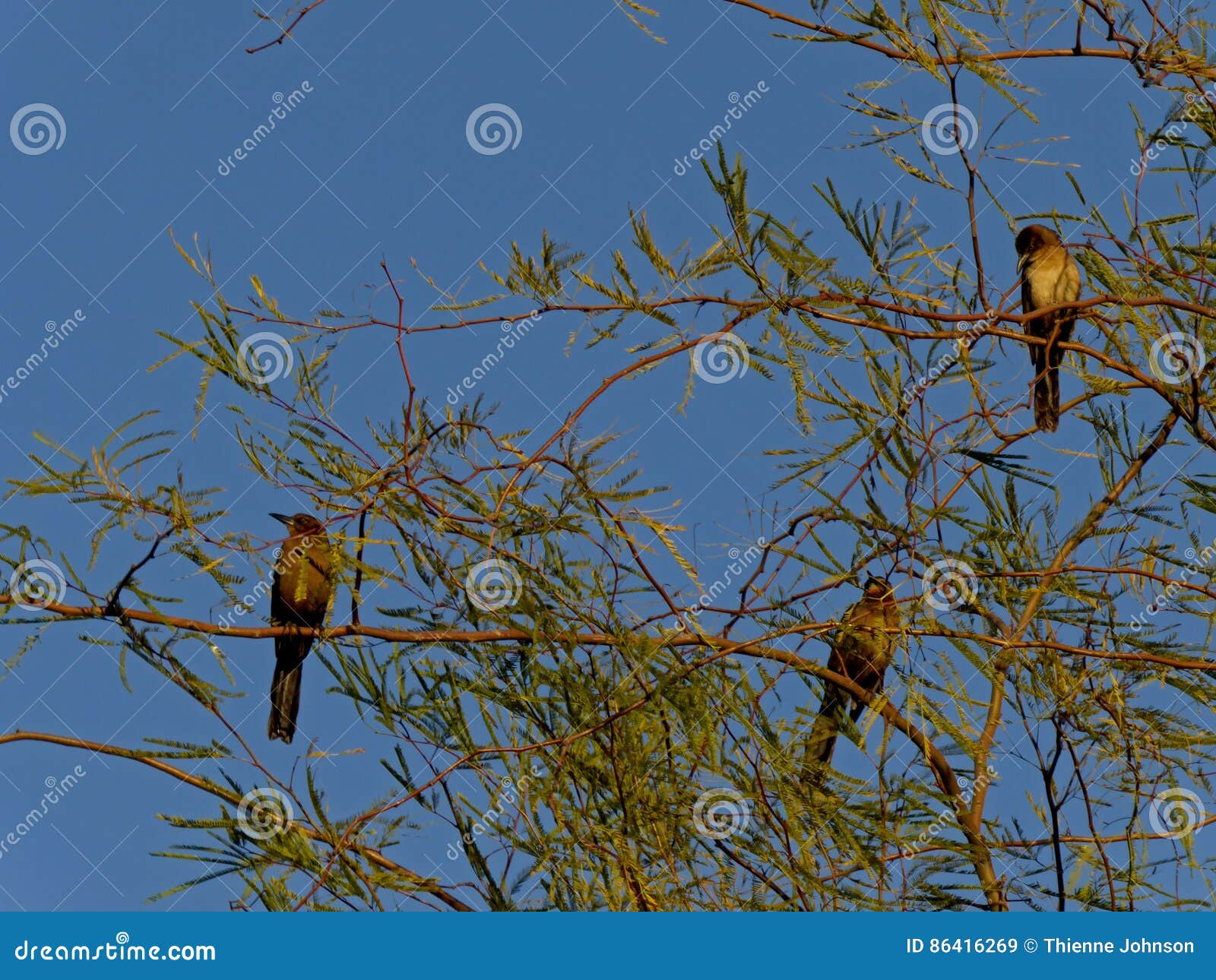 Tree with birds stock image. Image of tree, branch, beautiful - 86416269