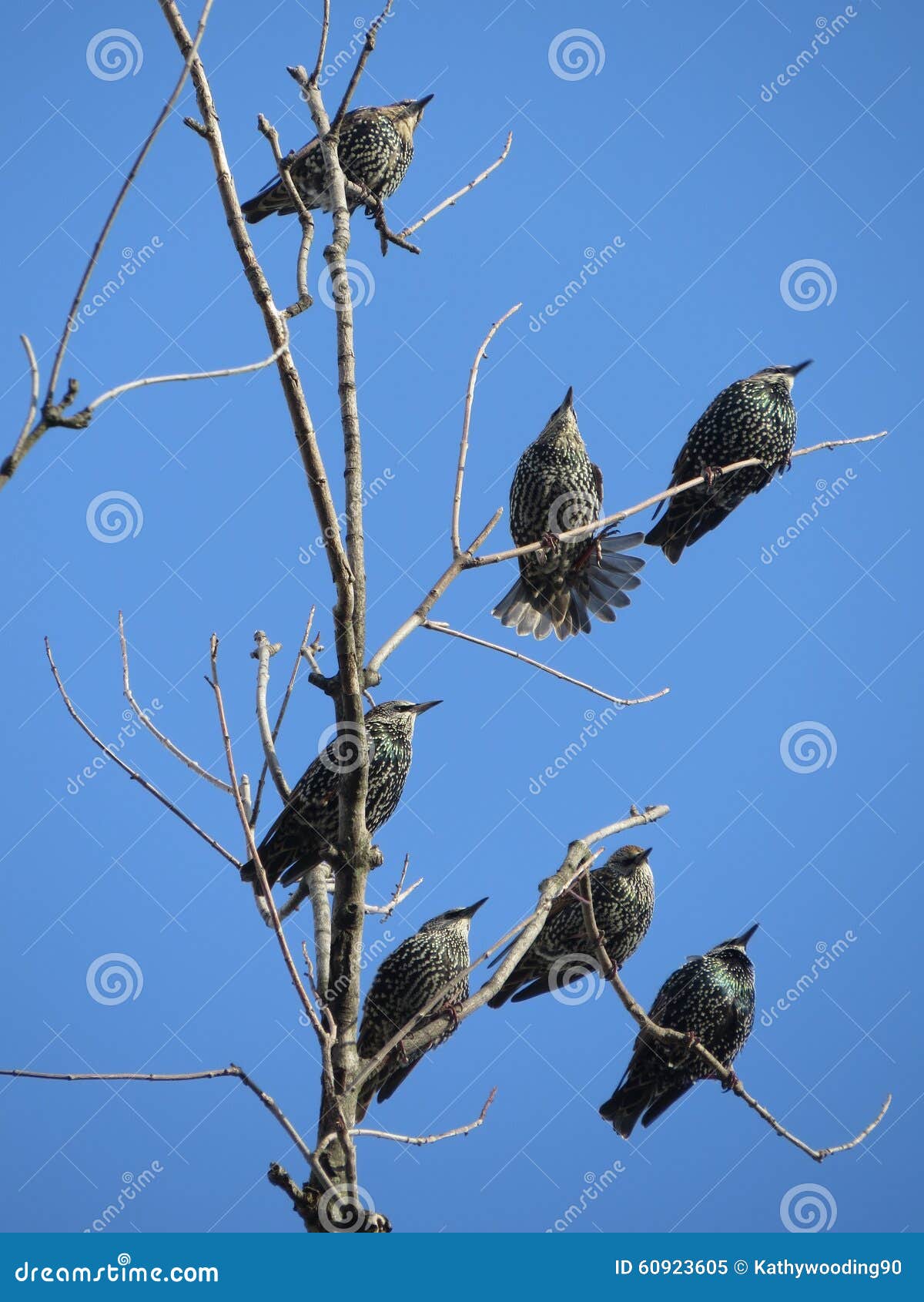 Tree Birds stock image. Image of fall, wild, migration - 60923605