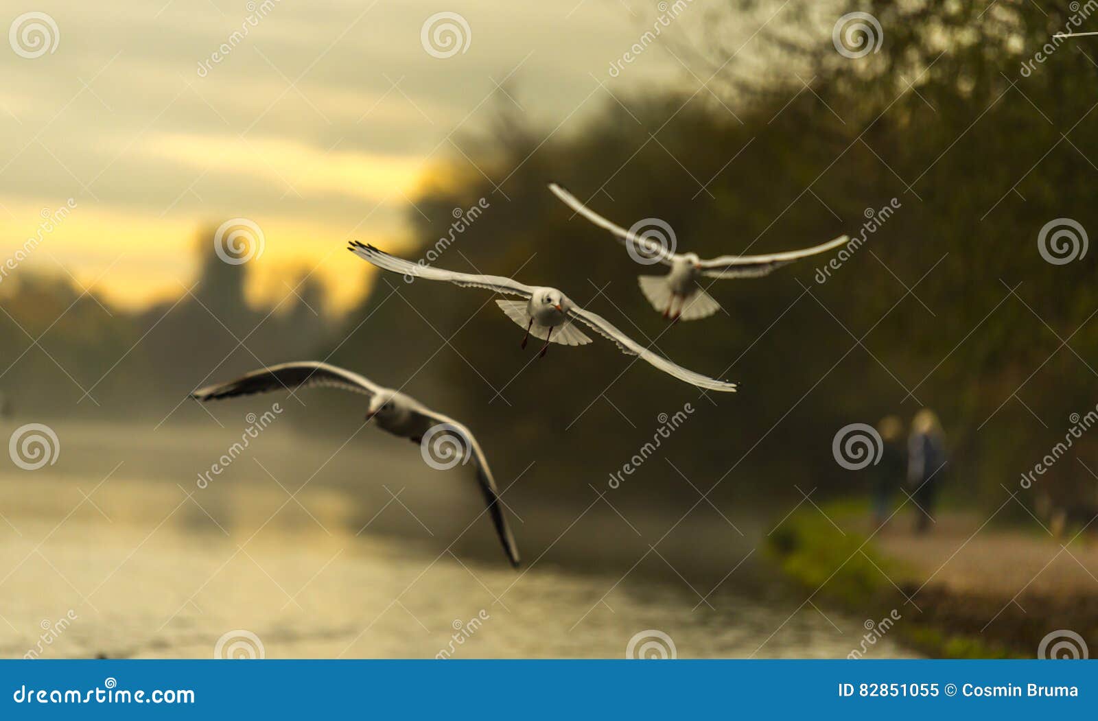 Tree Birds Flying Morning Lake Stock Image - Image of birds, lake: 82851055