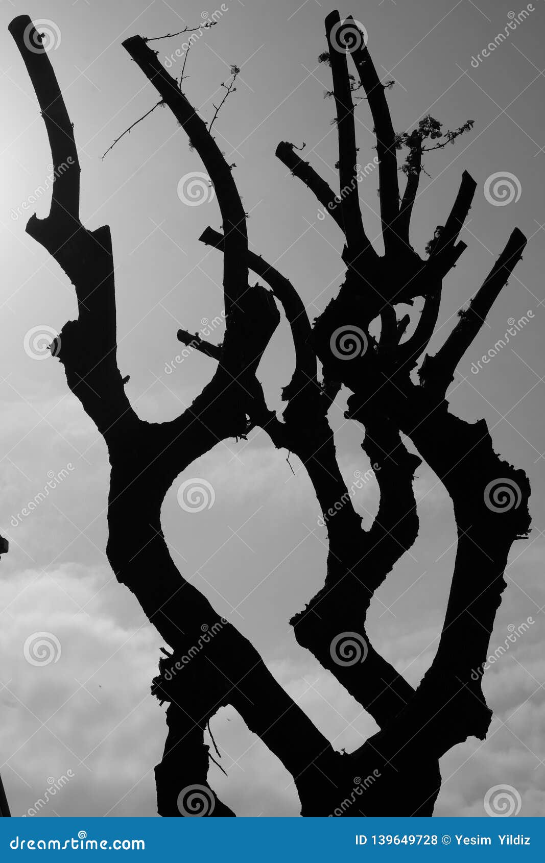 Tree and birds stock photo. Image of dark, nature, sadness - 139649728