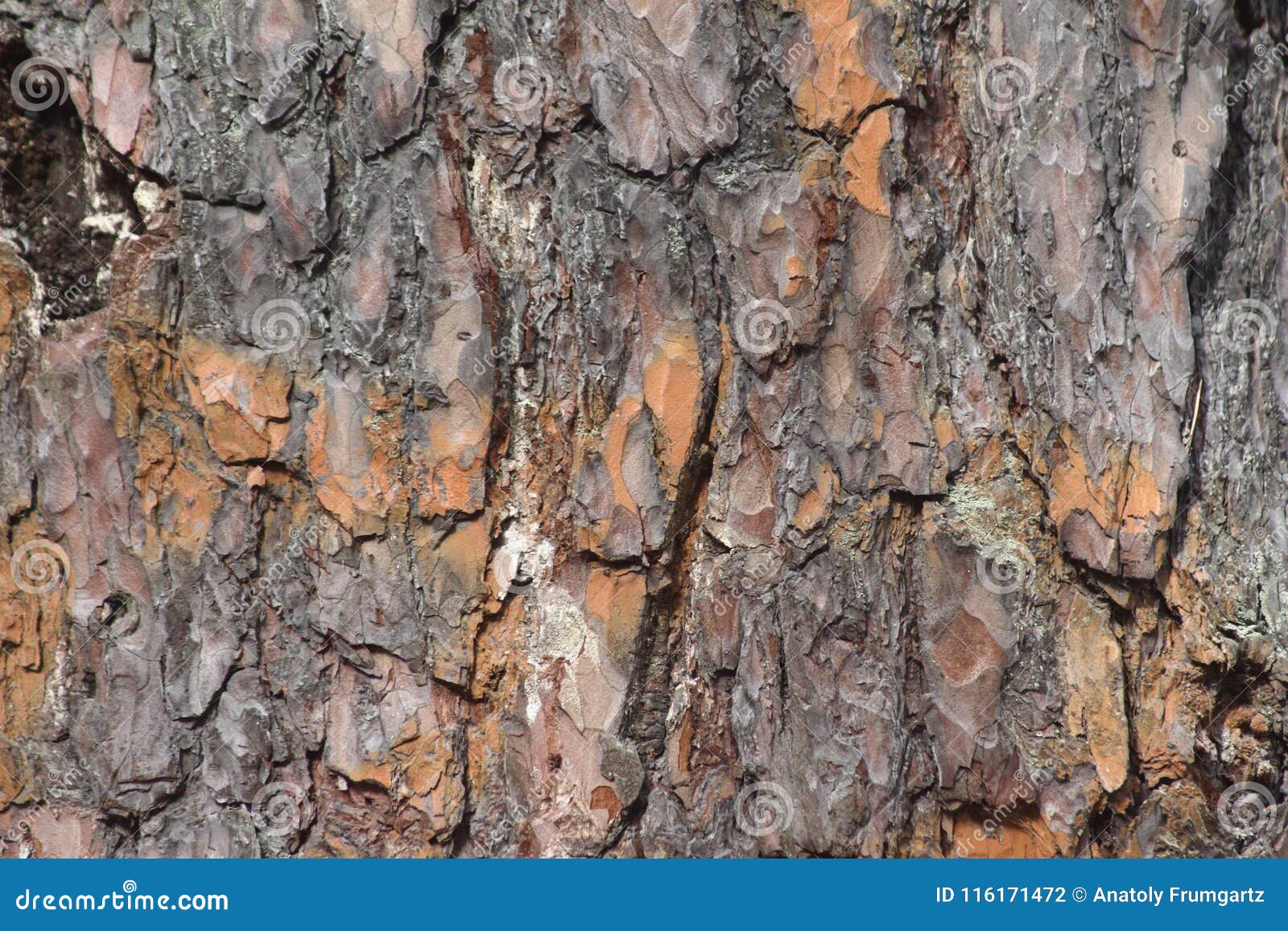 Tree Birk Texture Stock Photo | CartoonDealer.com #116171472