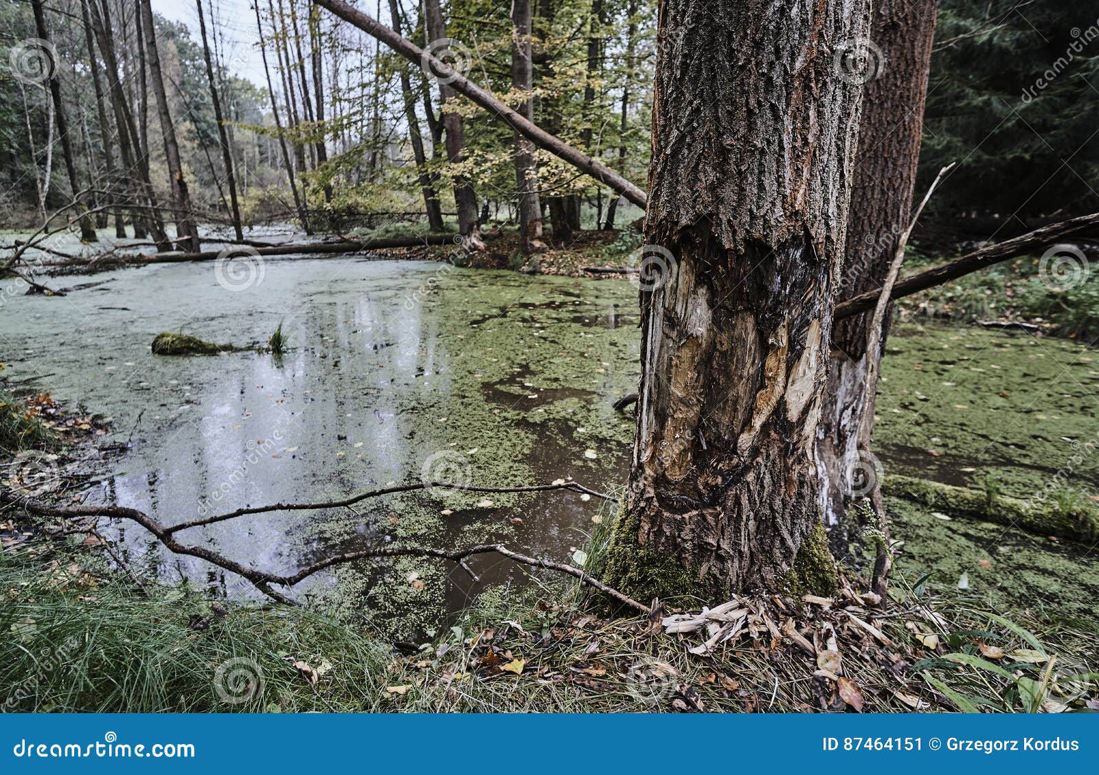 Tree with Bitten by Animals Bark at the Edge of the Swamp Stock Image ...