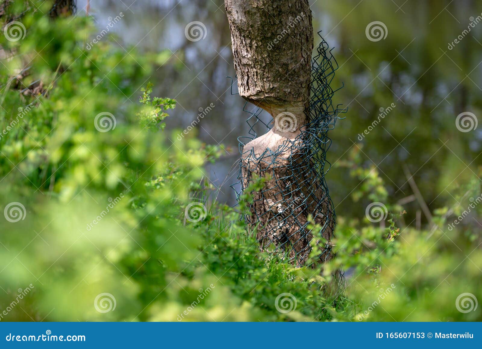 A Tree Bitten by a Beaver that is about To Fall Stock Image - Image of ...