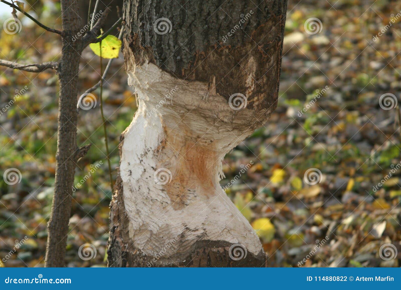 Tree bitten stock photo. Image of bitten, wildlife, rodent - 114880822