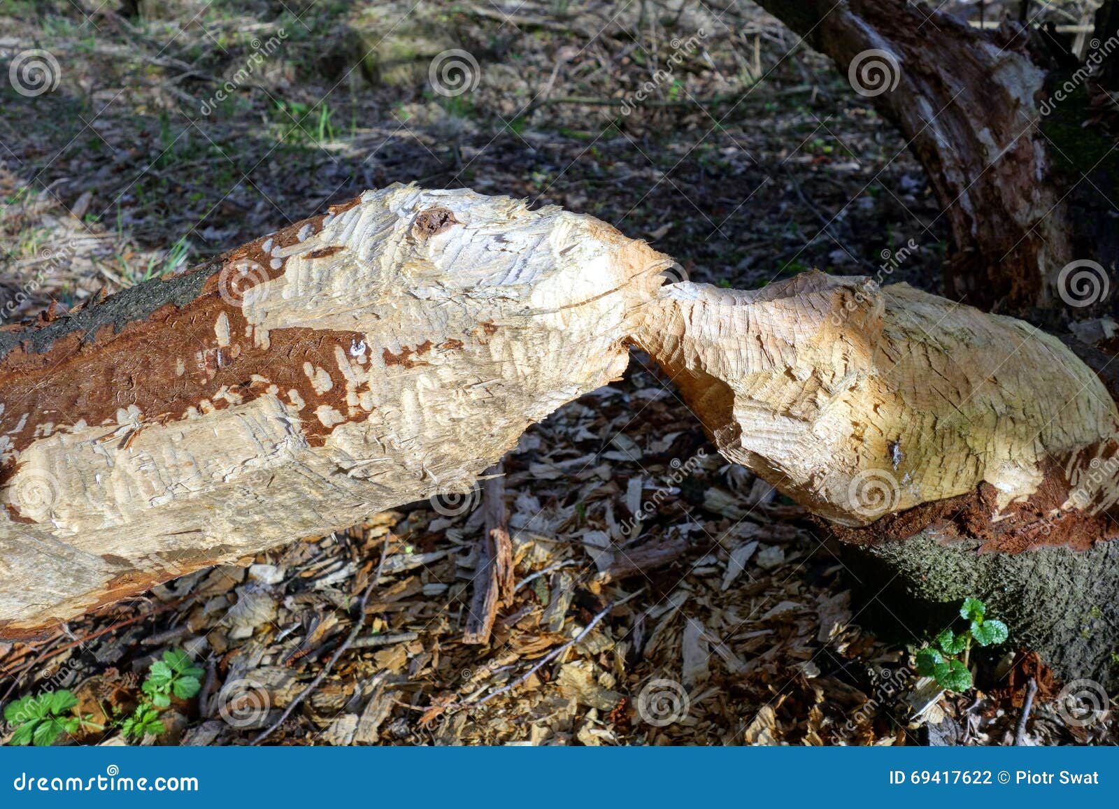 Tree bitten by beavers stock photo. Image of rodent, wildlife - 69417622