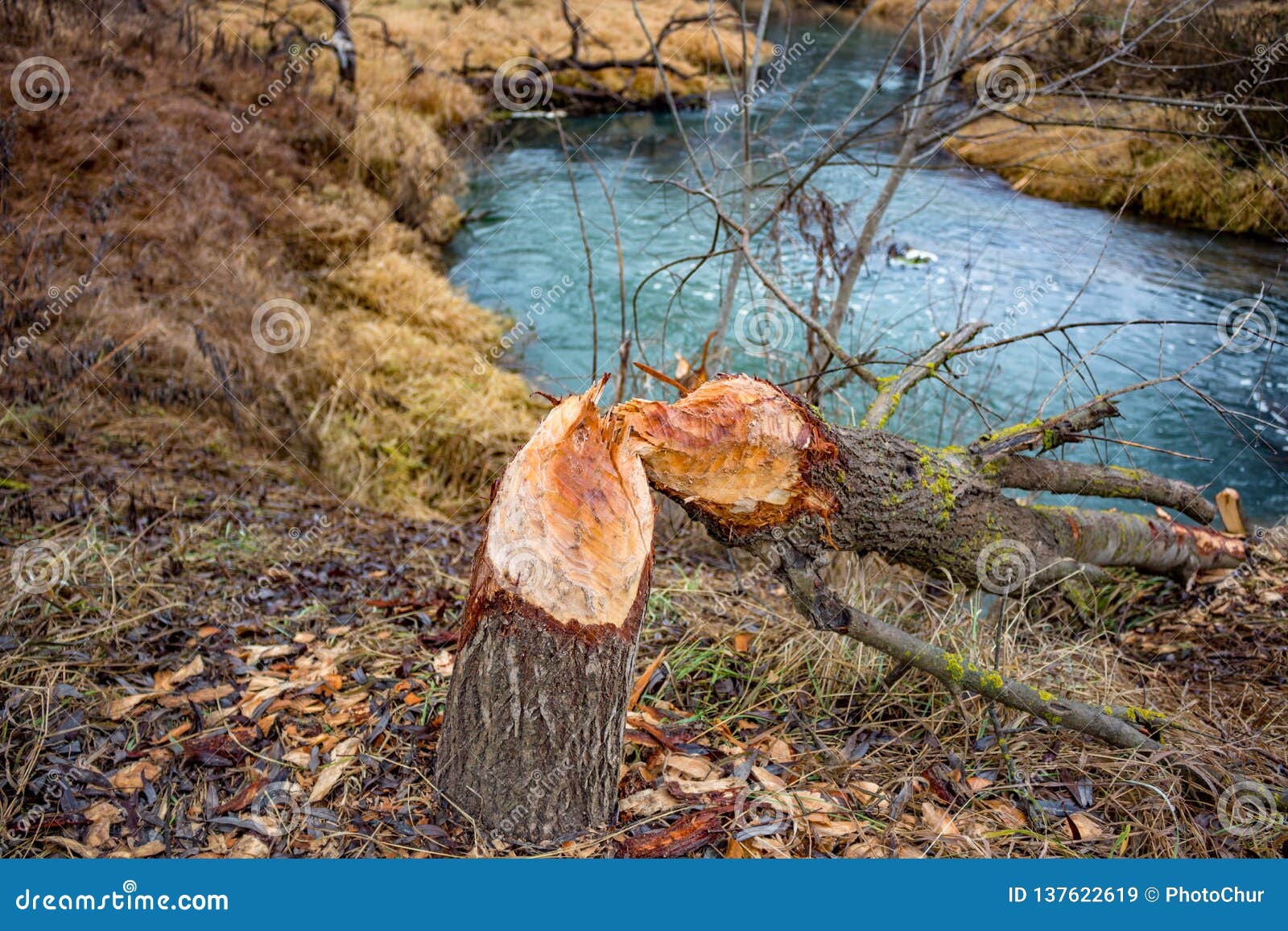 A tree bitten by beavers stock image. Image of sharp - 137622619