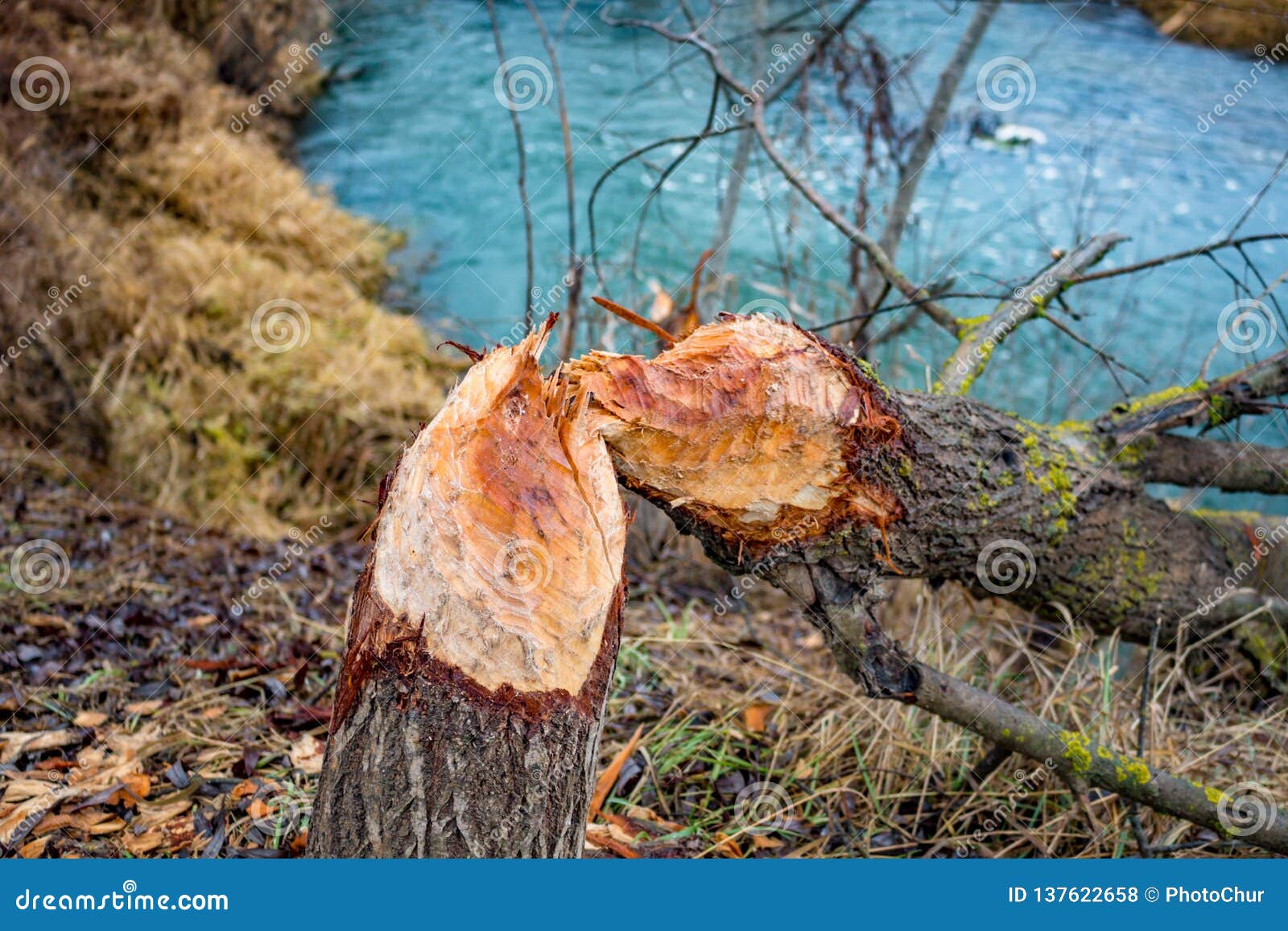 A tree bitten by beavers stock photo. Image of teeth - 137622658