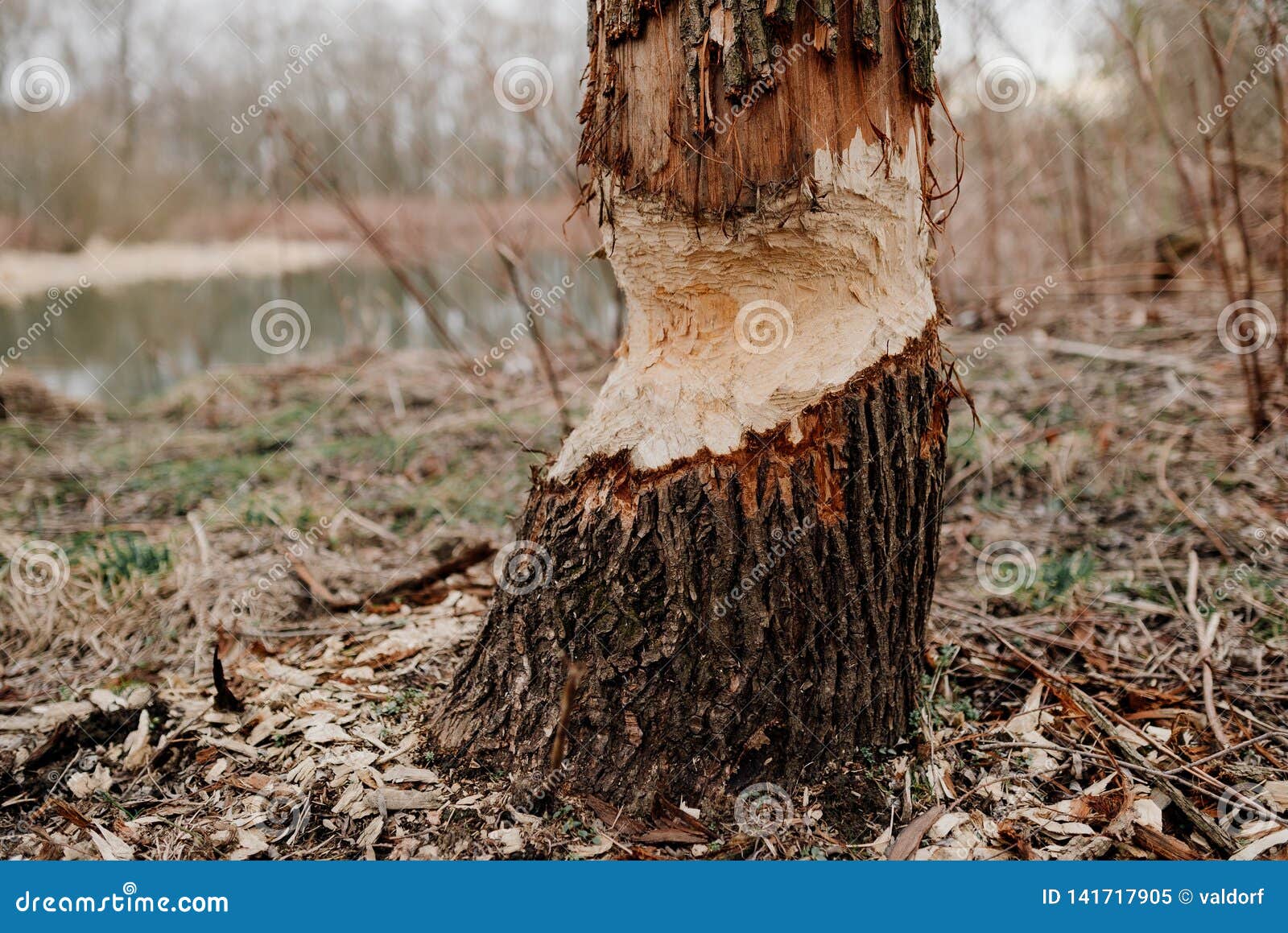 A tree bitten by beavers stock image. Image of outdoors - 141717905