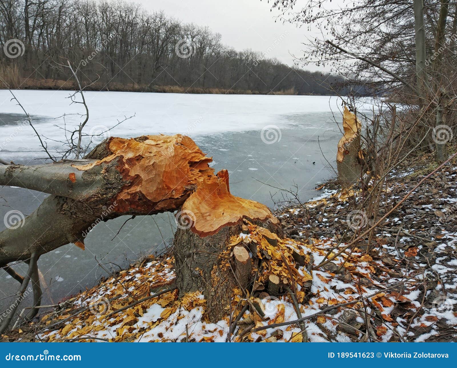 A tree bitten by beavers stock image. Image of chopped - 189541623