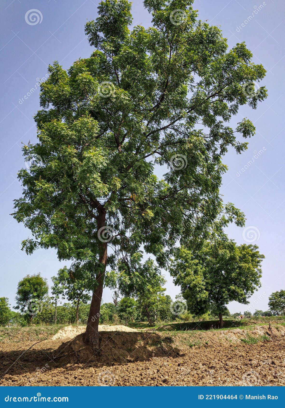 The Tree of the Bitter Neem Stock Photo - Image of neem, bitter: 221904464