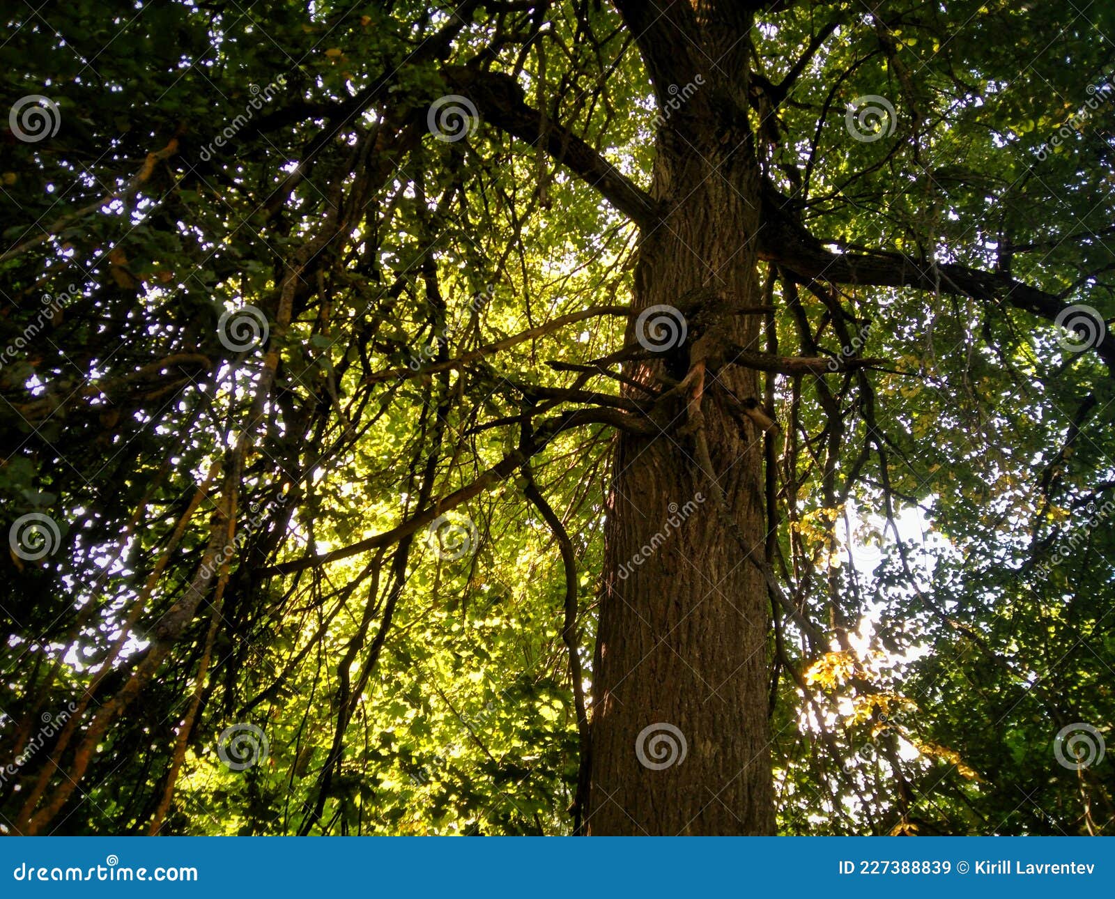 A Tree with a Bizarre Shape of Branches Stock Image - Image of ...