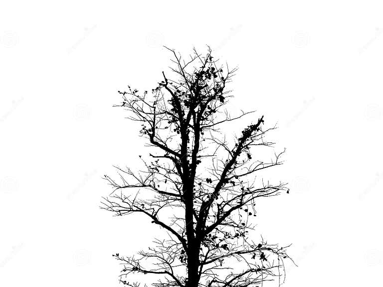 Tree black drawing. stock illustration. Illustration of isolated - 85282363