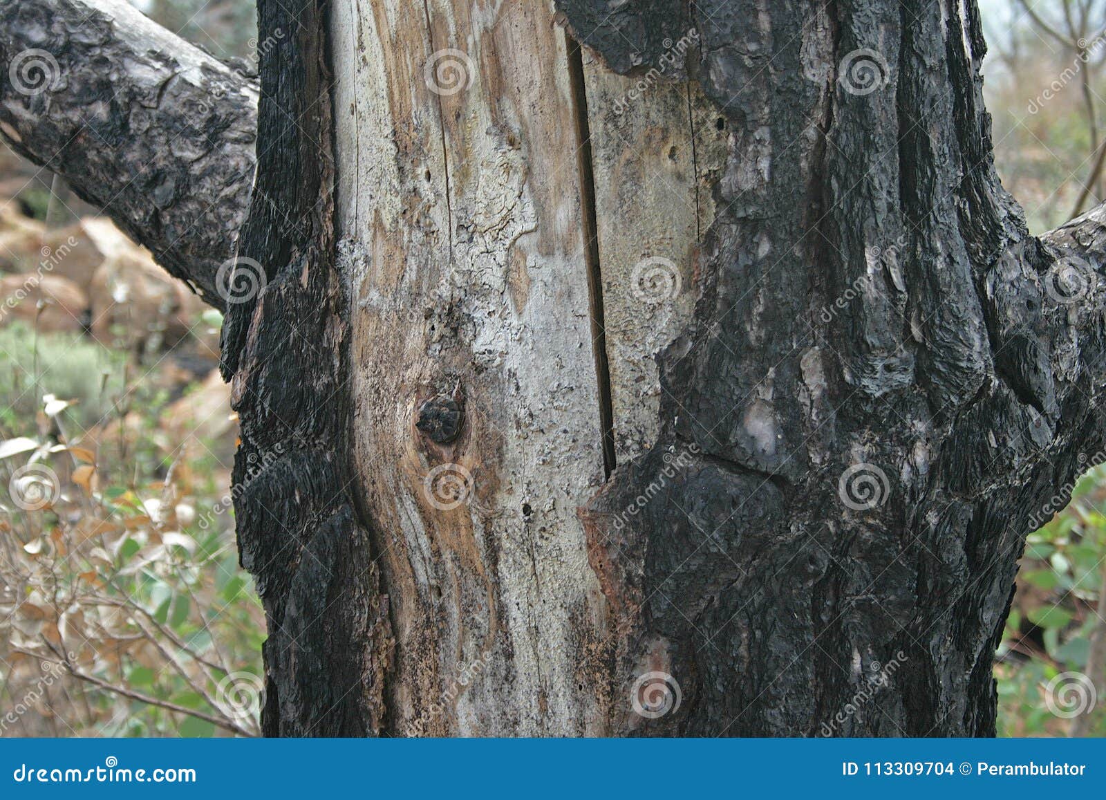 Scorched Bark of Tree after Fire Stock Photo - Image of vegetation ...