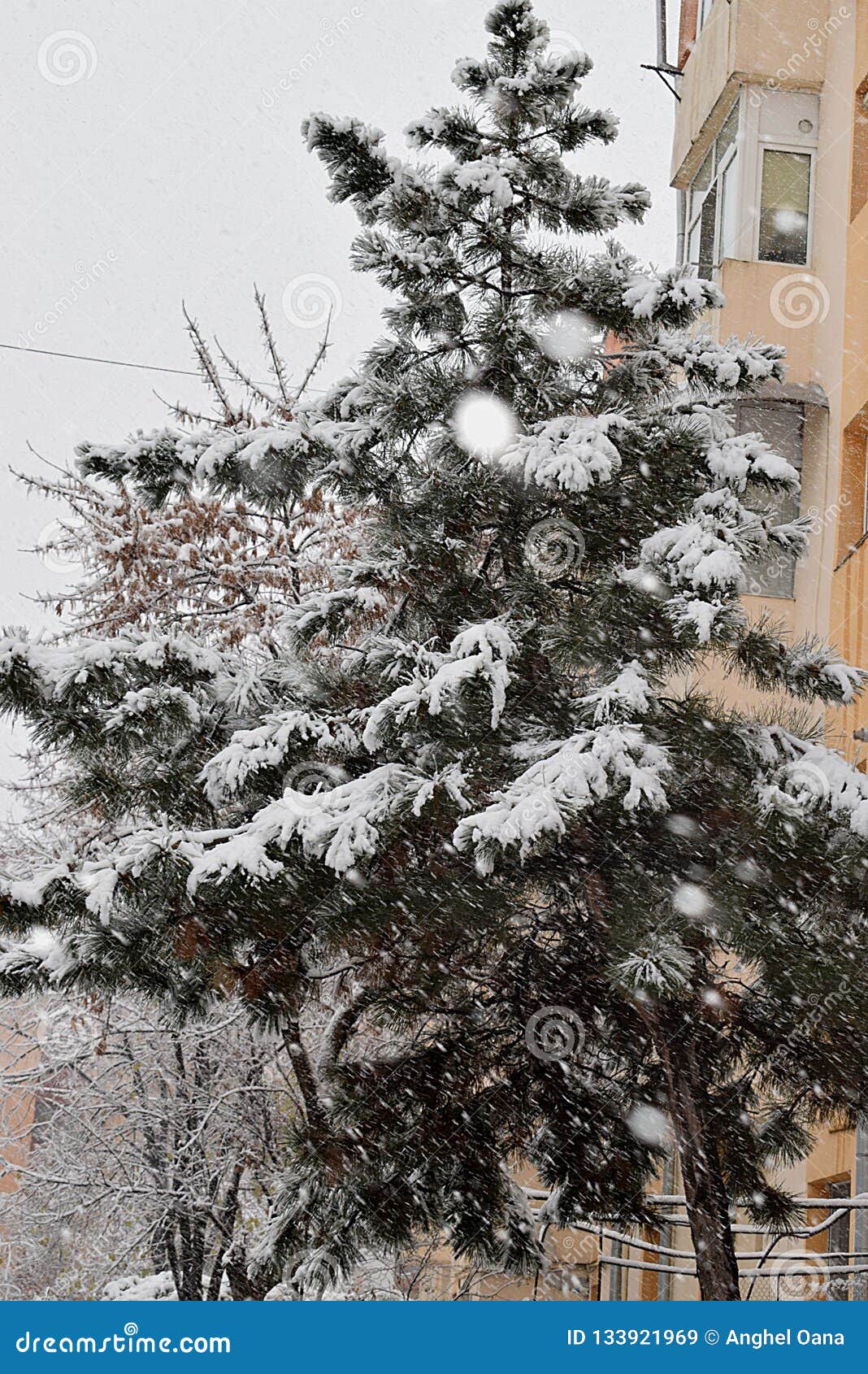 Tree Blazing with a Little Shining Snow Stock Image - Image of shining ...