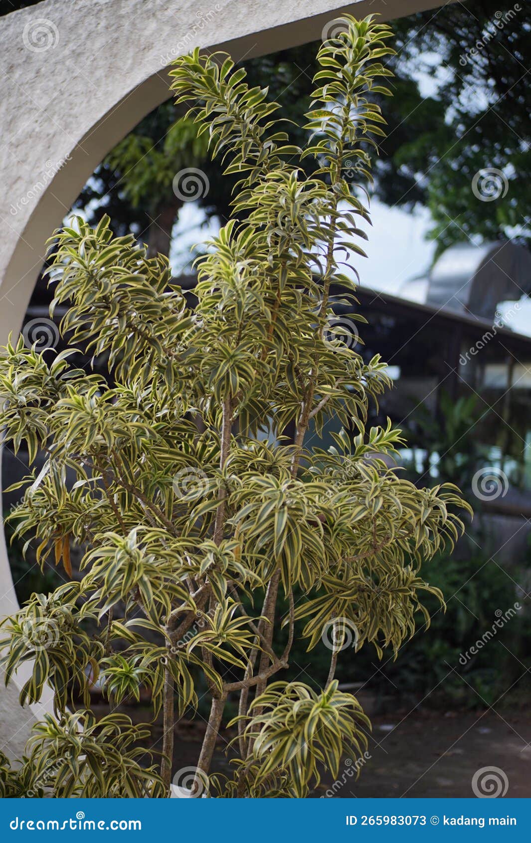 Tree for Blessing Decorations Focus of Life Stock Image - Image of tree ...
