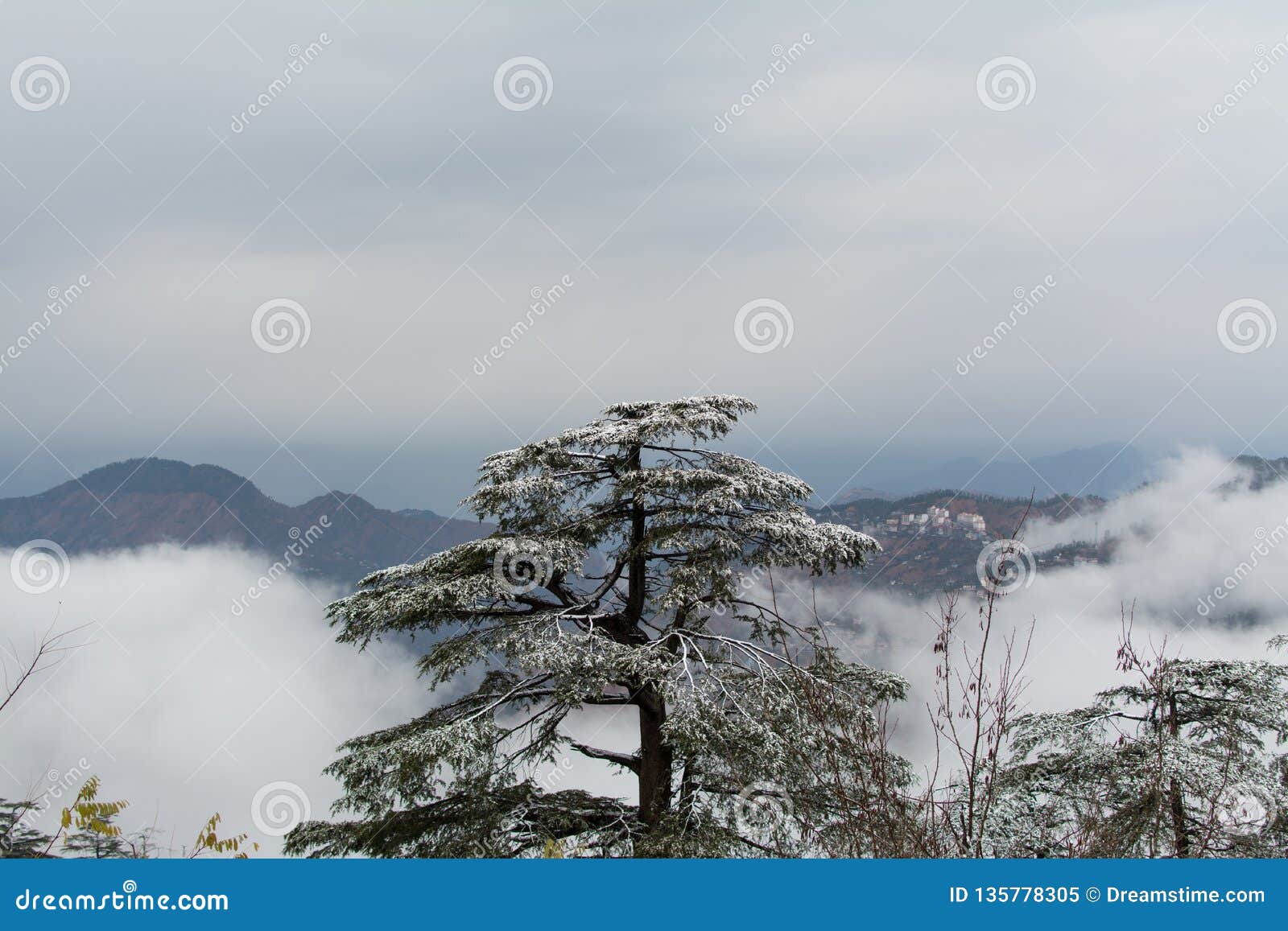 Tree blocking mountains stock image. Image of blocking - 135778305