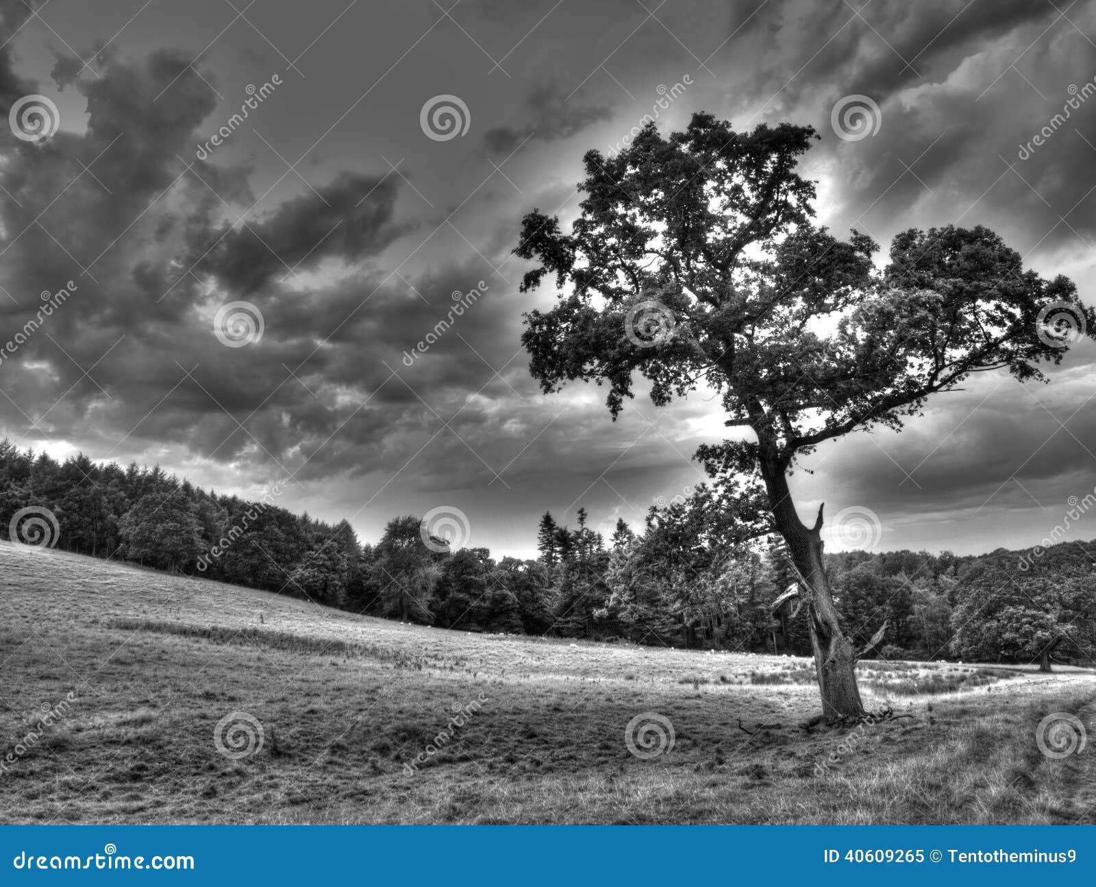 A tree blocking the sun stock image. Image of grass, field - 40609265