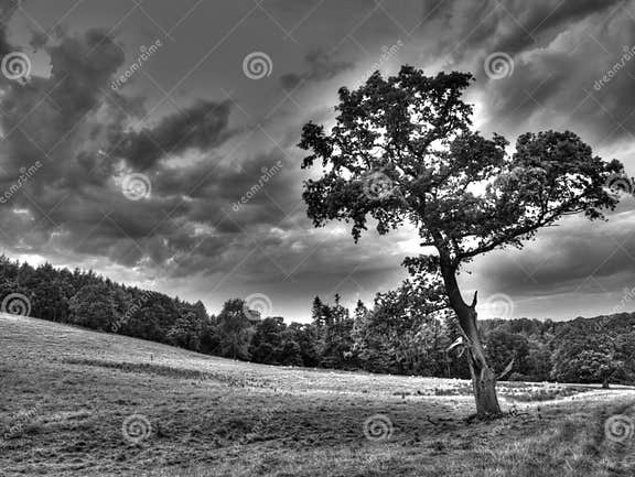 A tree blocking the sun stock image. Image of grass, field - 40609265