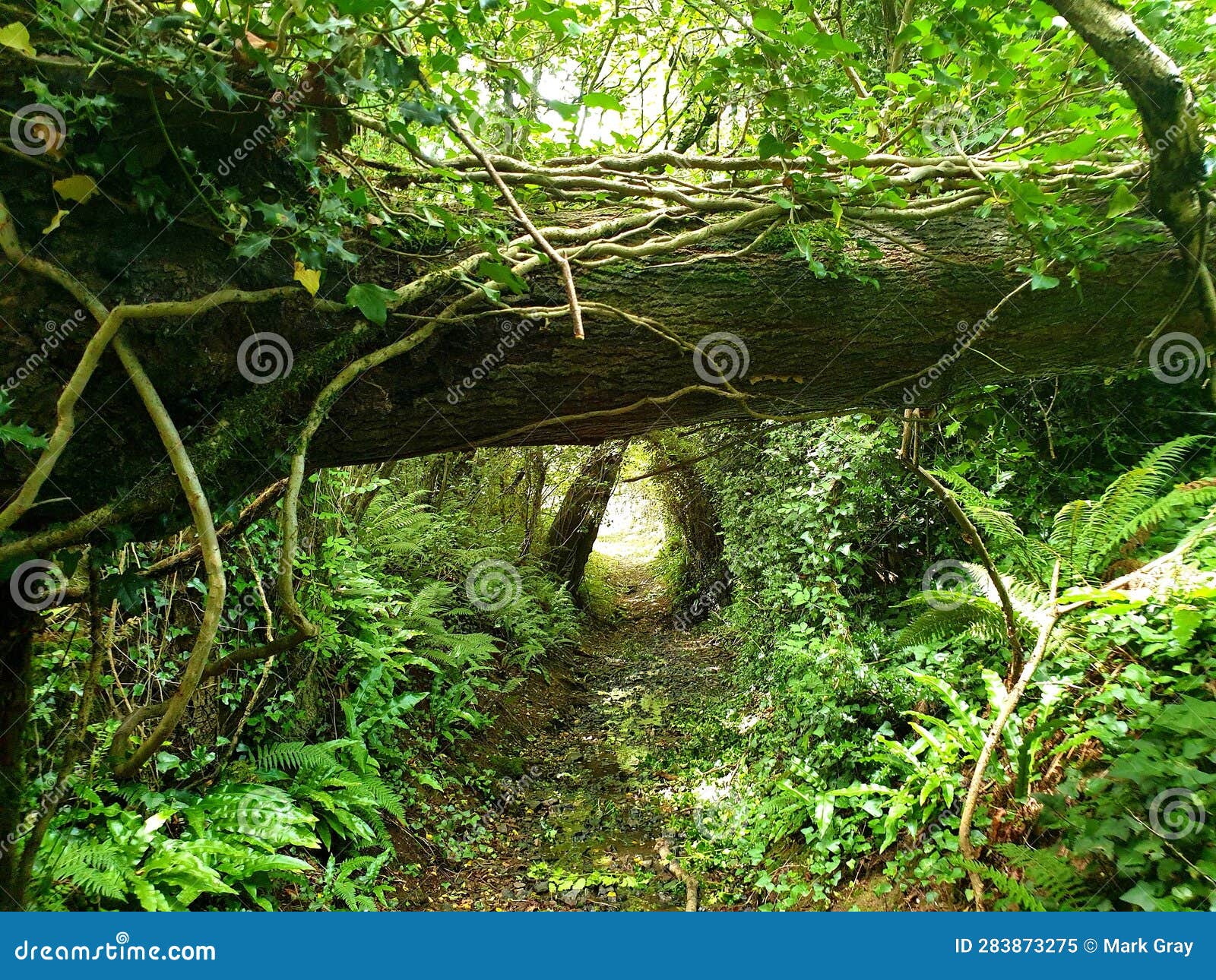 A Tree blocking the way stock image. Image of jungle - 283873275