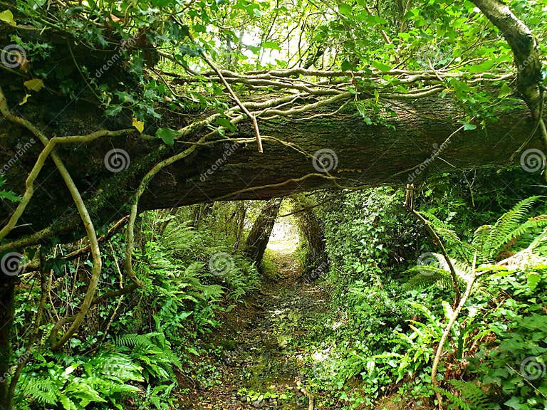 A Tree blocking the way stock image. Image of jungle - 283873275